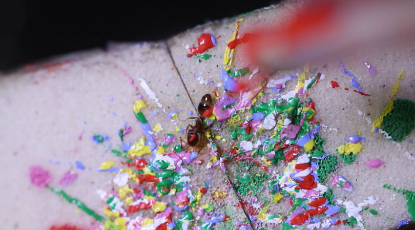Paint Ants for Science - Instructables