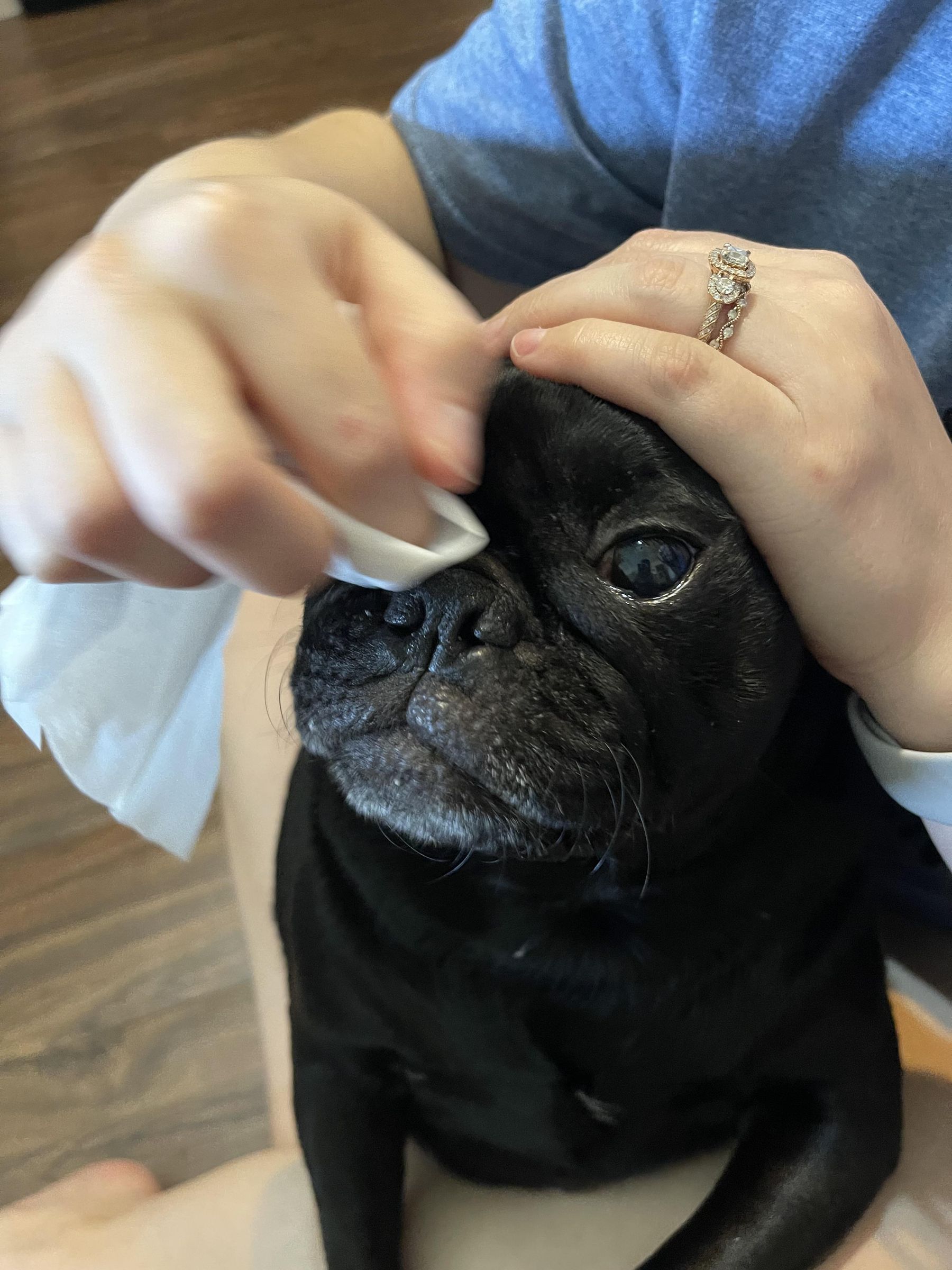 How to Groom Your Pug : 13 Steps (with Pictures) - Instructables