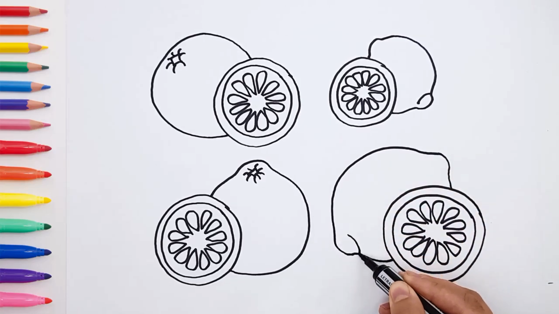Let's Draw and Color Citrus Fruits With Cross Sections : 4 Steps ...
