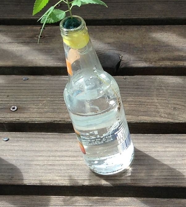 FREE DiY Hydro SETUP : 4 Steps - Instructables