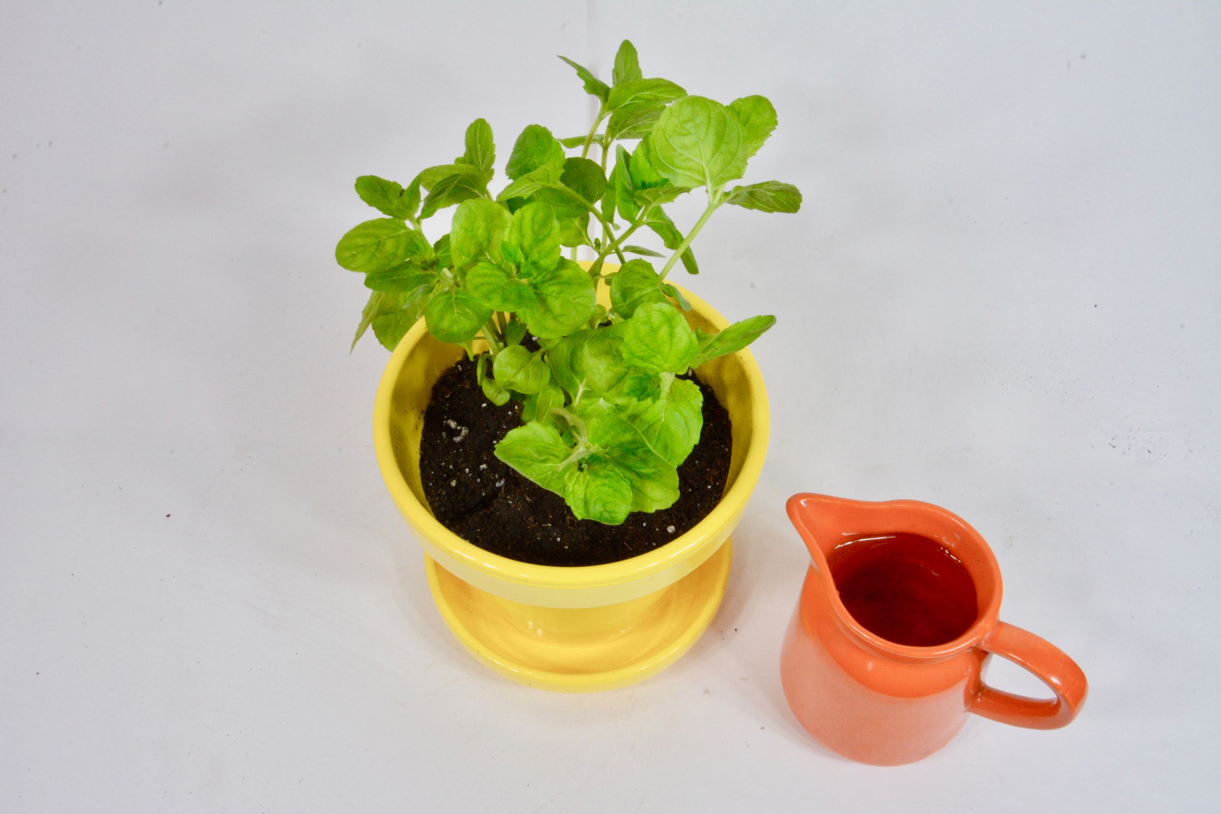How to Transplant a Mint Plant to a Potter : 13 Steps (with Pictures ...
