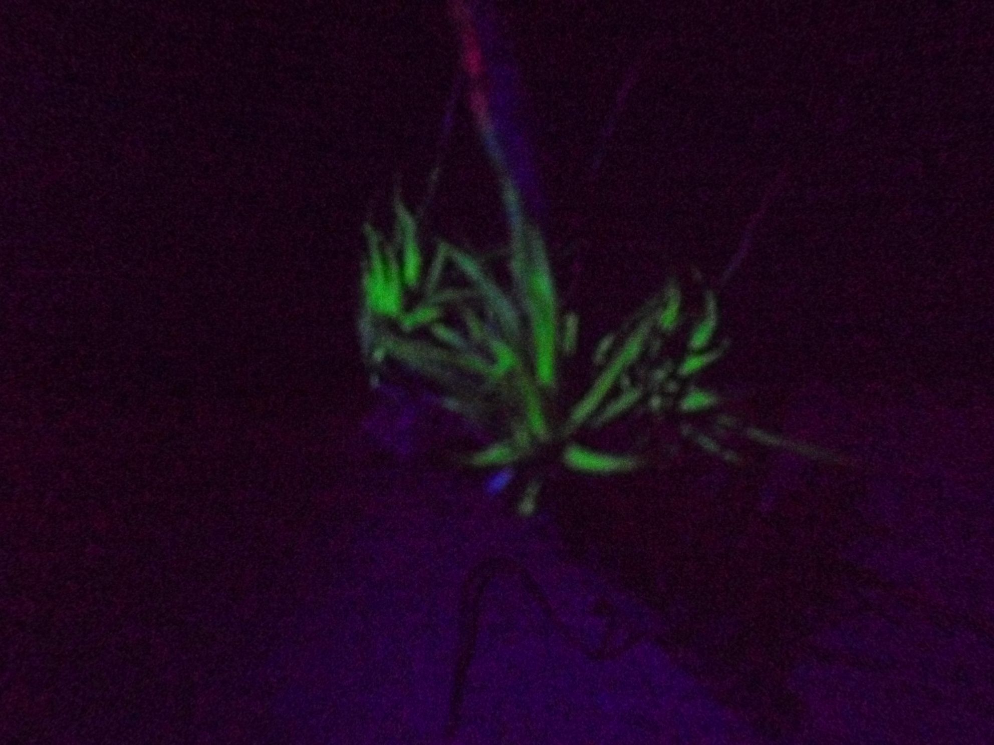 Create Your Own Fluorescent Plant : 7 Steps - Instructables
