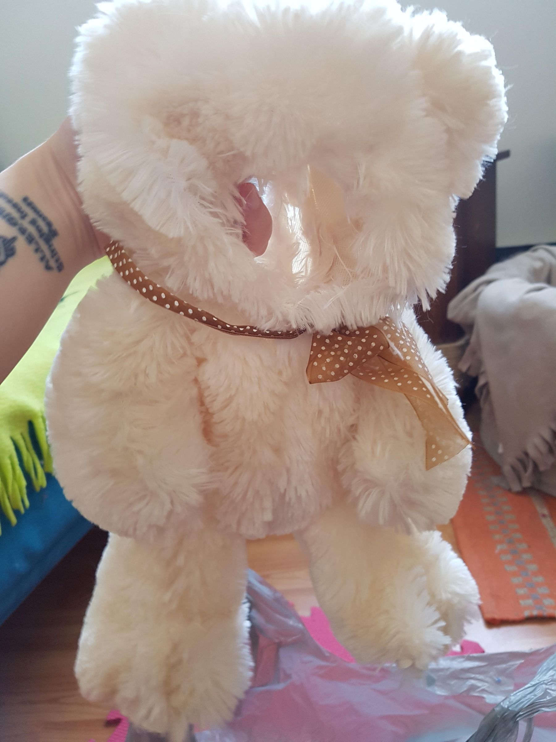 Turn Your Pet Into a Real Life Teddy Bear : 7 Steps (with Pictures ...