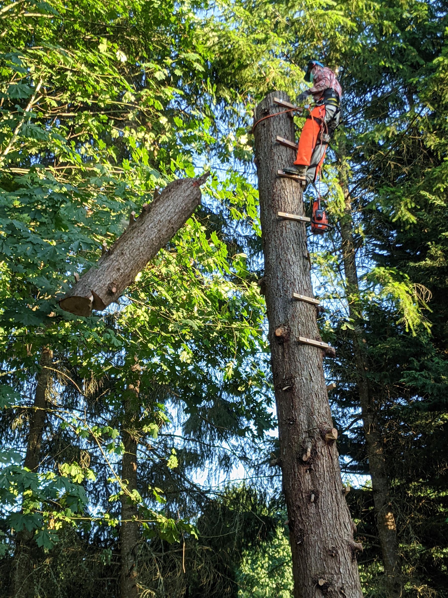 DIY: Build a Ladder and Cut the Tree - Removing Large Trees Near Fences ...