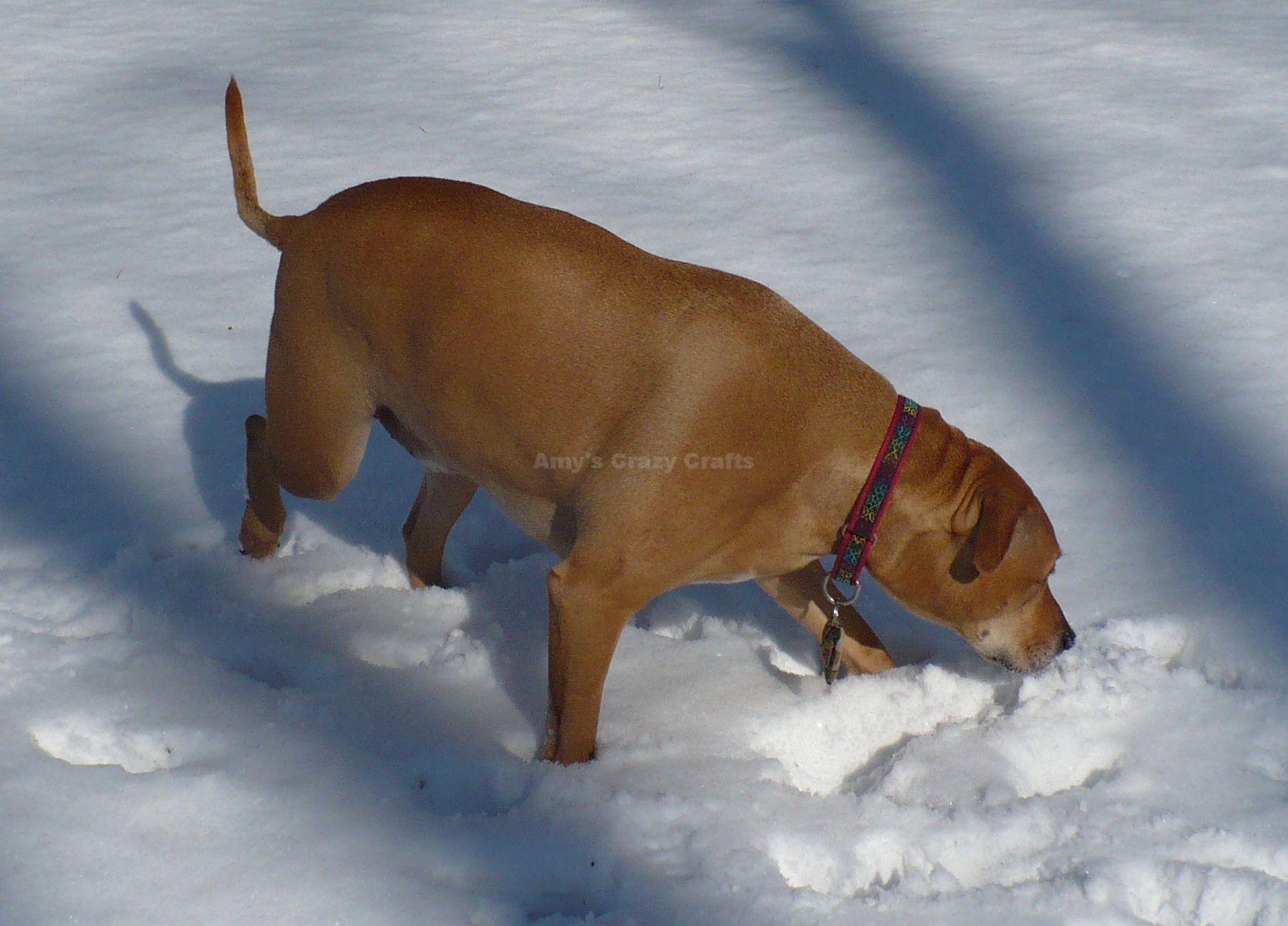 Hide and Seek Dog Treats in the Snow! : 4 Steps - Instructables