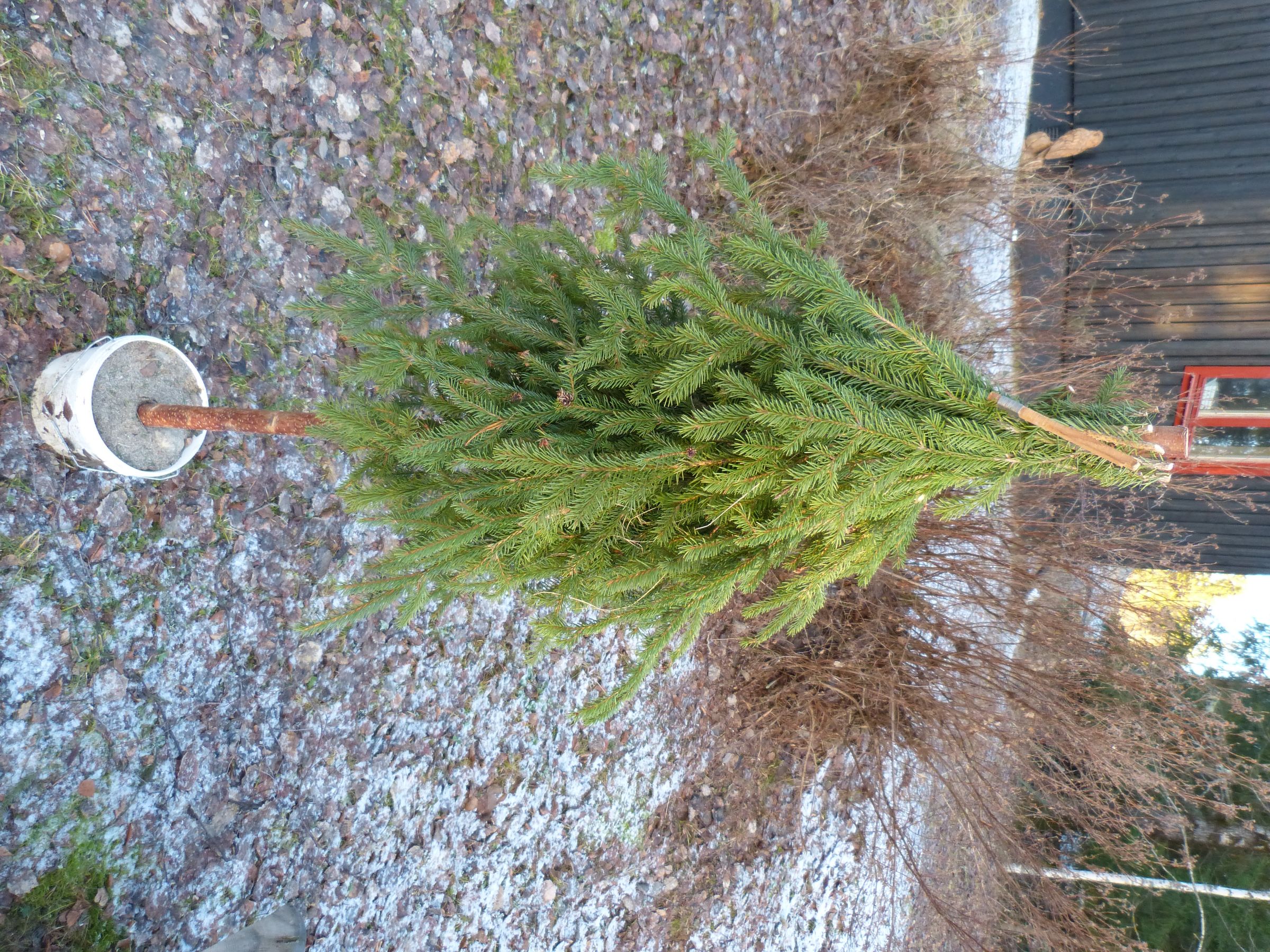 Easy Whimsical Christmas Trees From Branches : 9 Steps (with Pictures ...