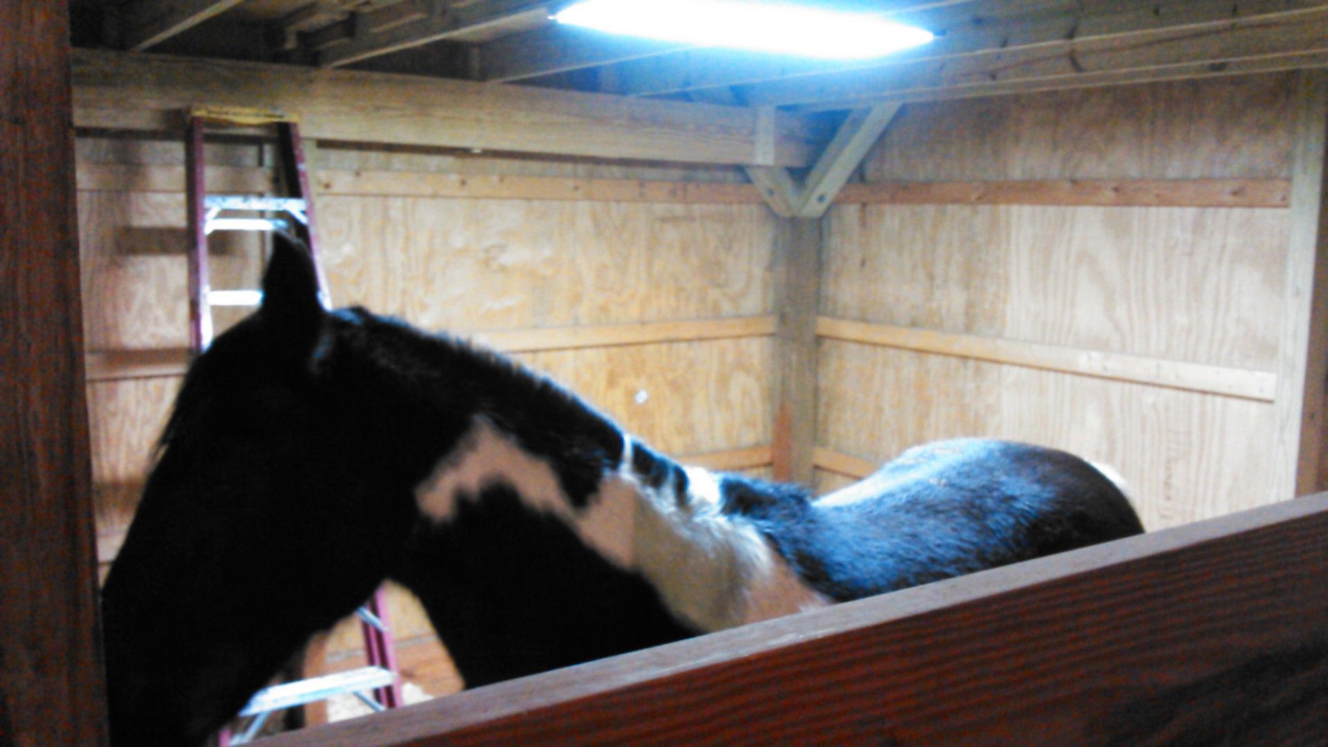 LED Horse Stall Light : 8 Steps (with Pictures) - Instructables
