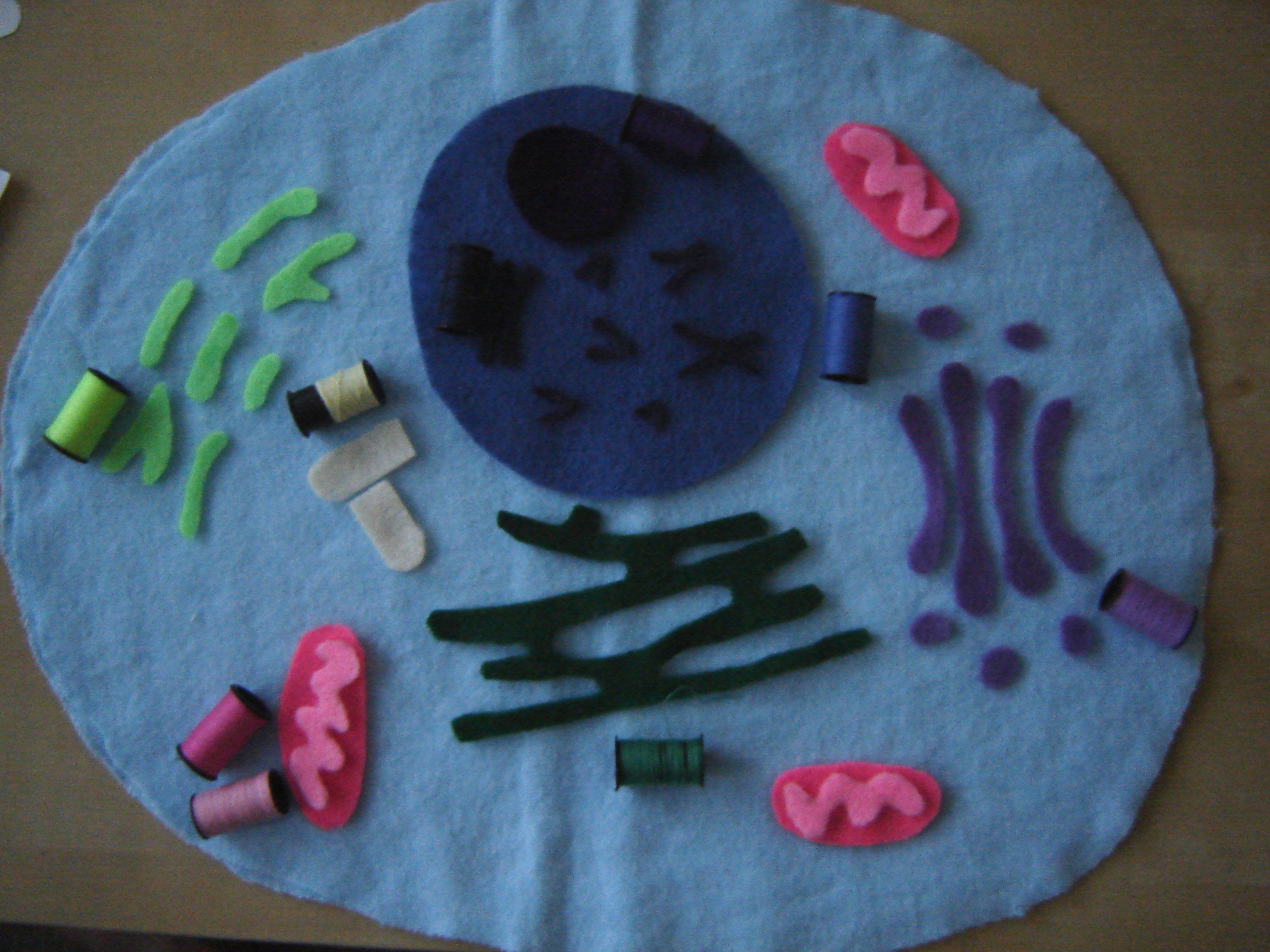 Plush Cell Model : 13 Steps (with Pictures) - Instructables