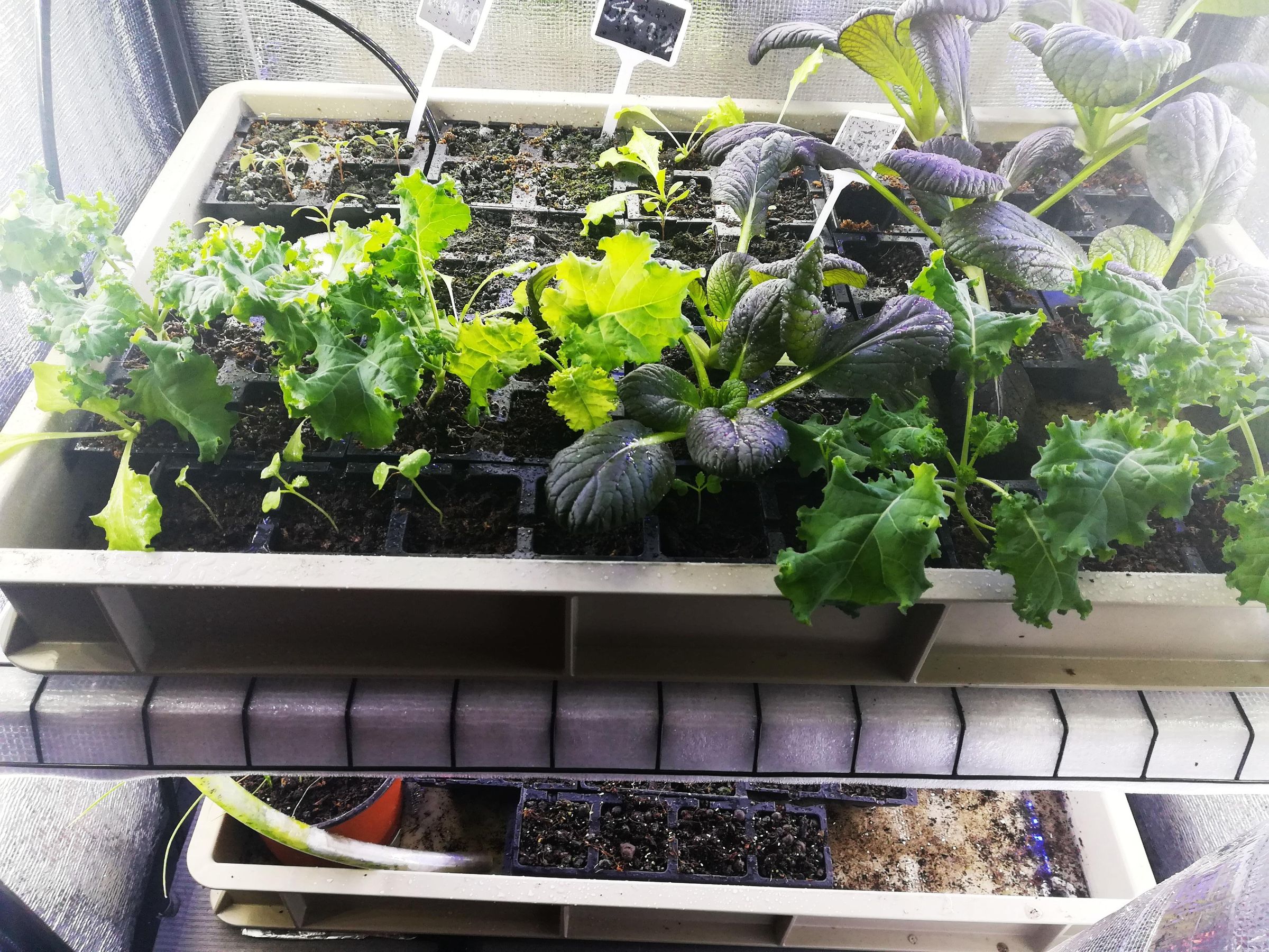 Automated IoT Propagator : 4 Steps - Instructables