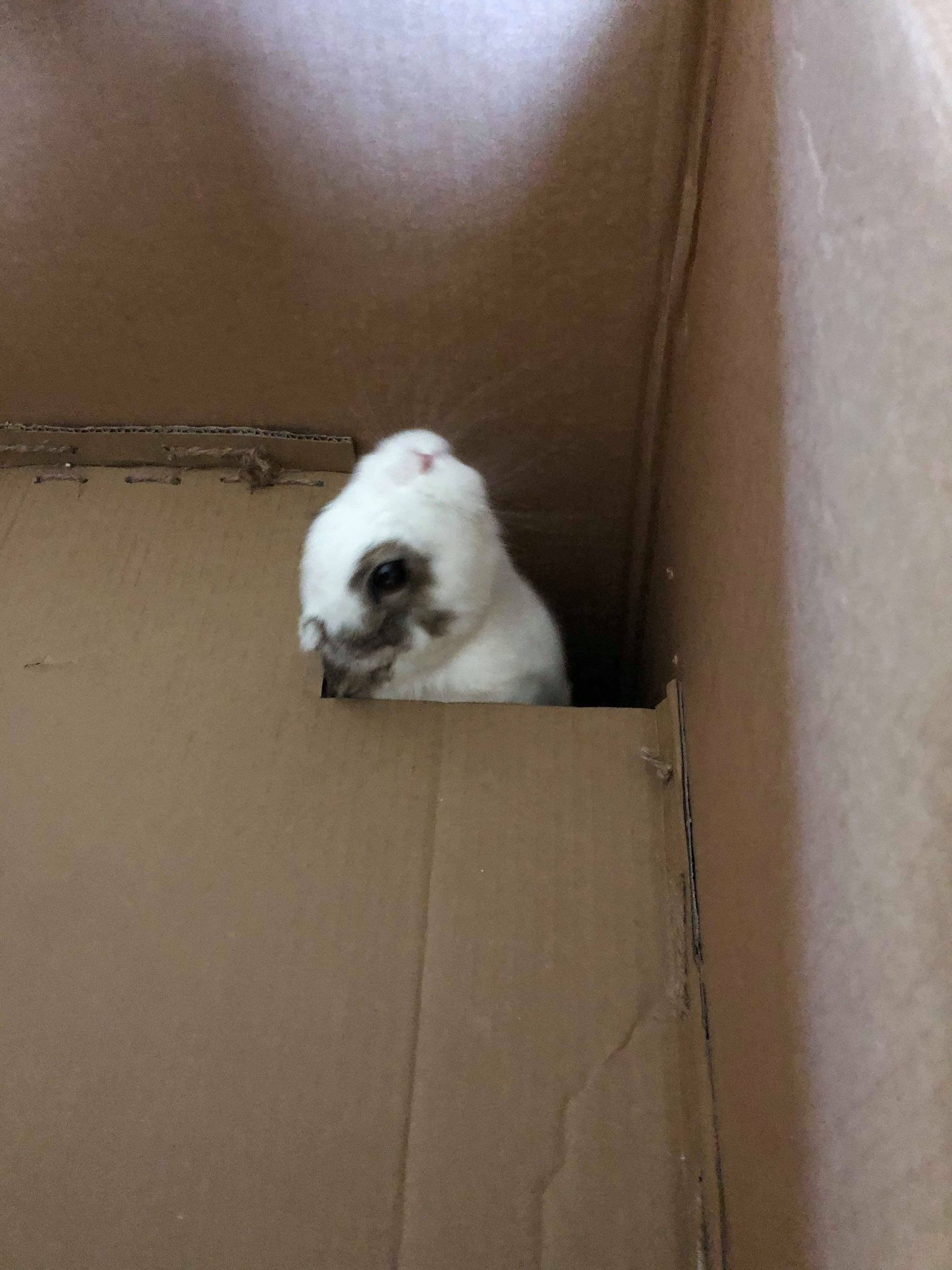 Cardboard Bunny House : 13 Steps - Instructables