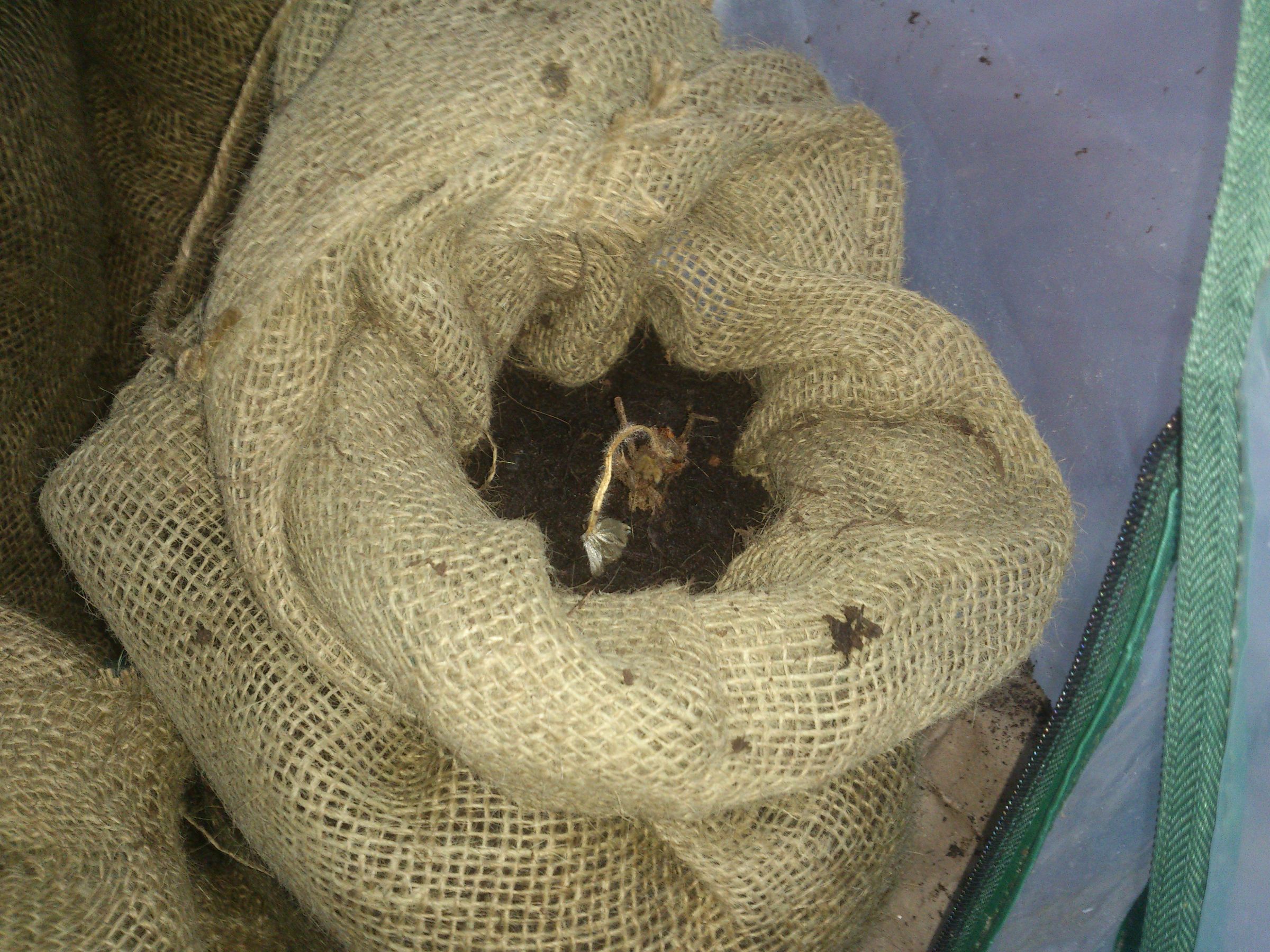 Organic Strawberry Growing (to the Core!) : 4 Steps - Instructables