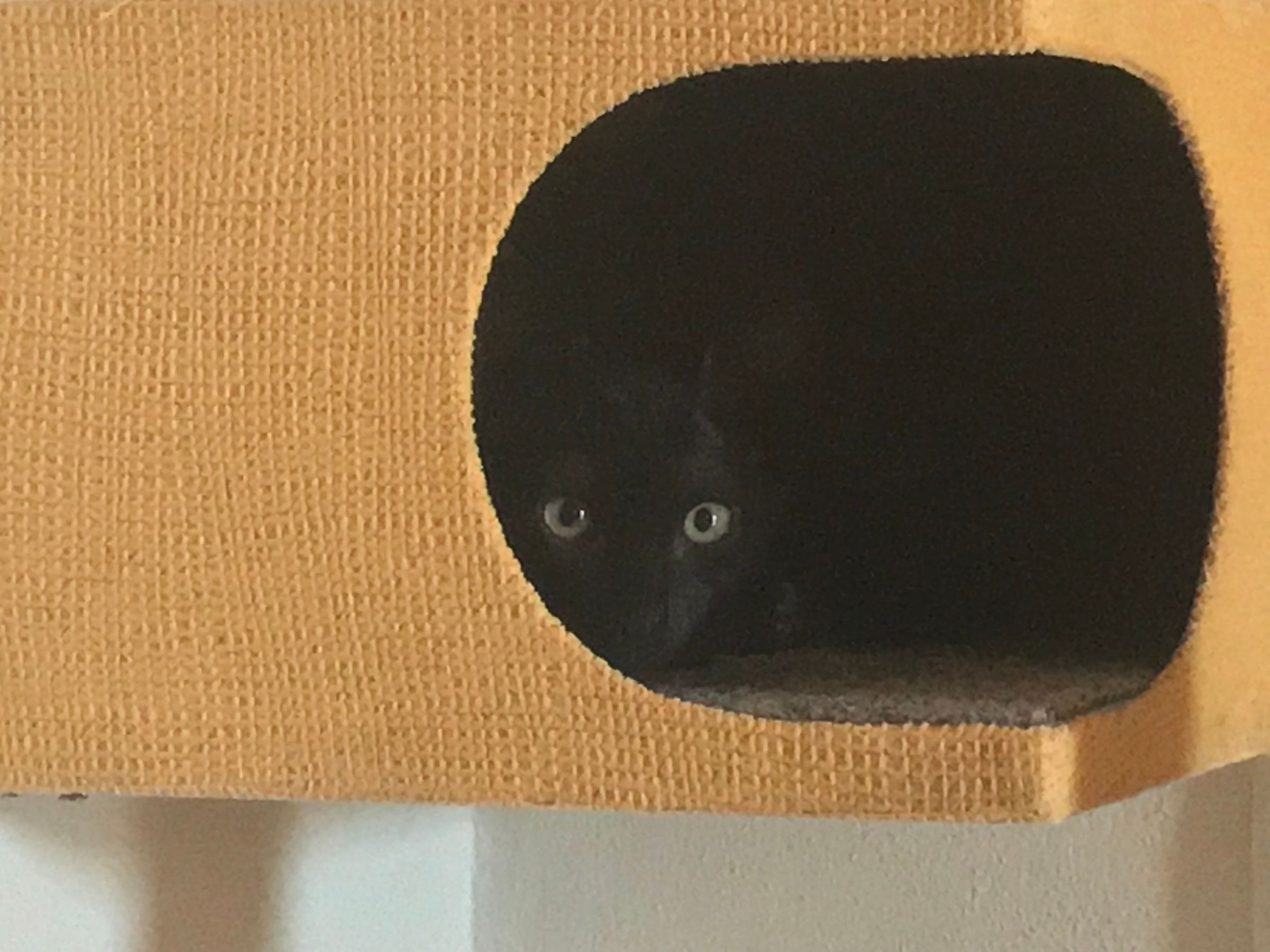 Cats' Corner : 10 Steps - Instructables