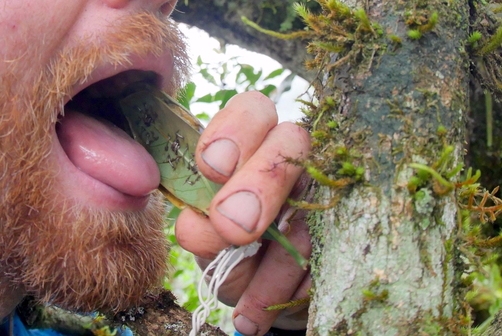 Fiber-Optic Jungle Insect Traffic Taster : 17 Steps (with Pictures ...