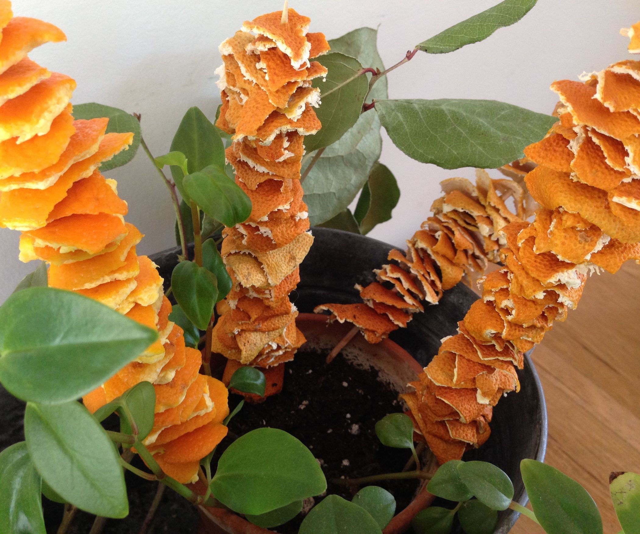 Orange Peel Skewers : 4 Steps (with Pictures) - Instructables