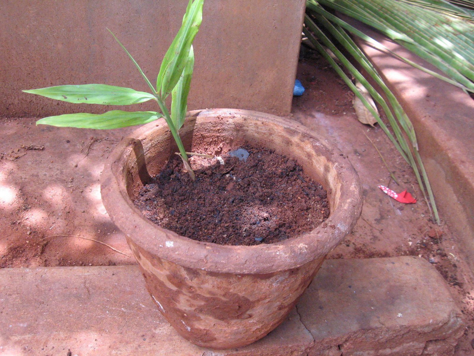 Growing Ginger in Pots at Home : 4 Steps (with Pictures) - Instructables
