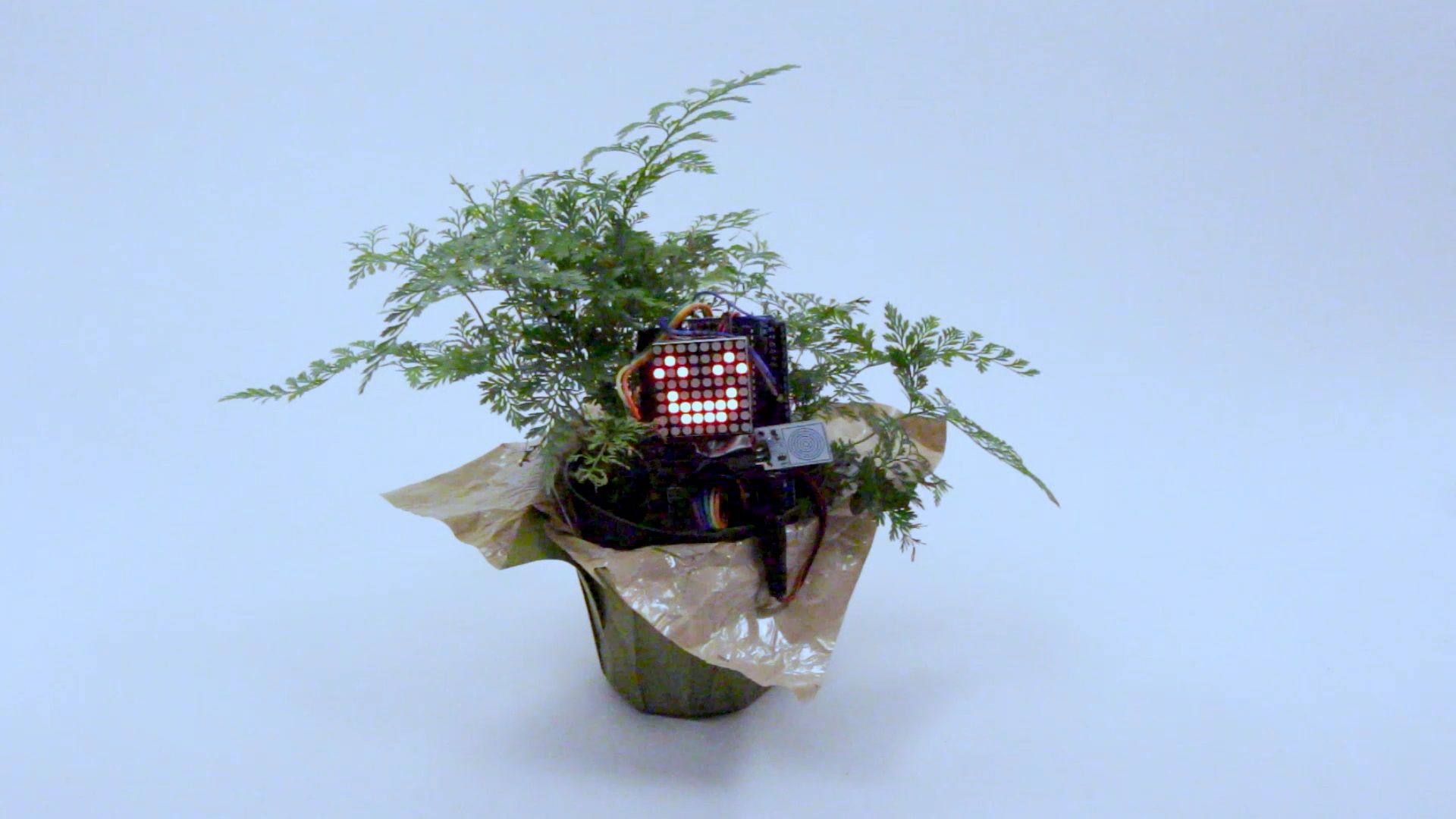 The Artificial Plant Emotion Expressor (A.P.E.X.) : 7 Steps (with ...