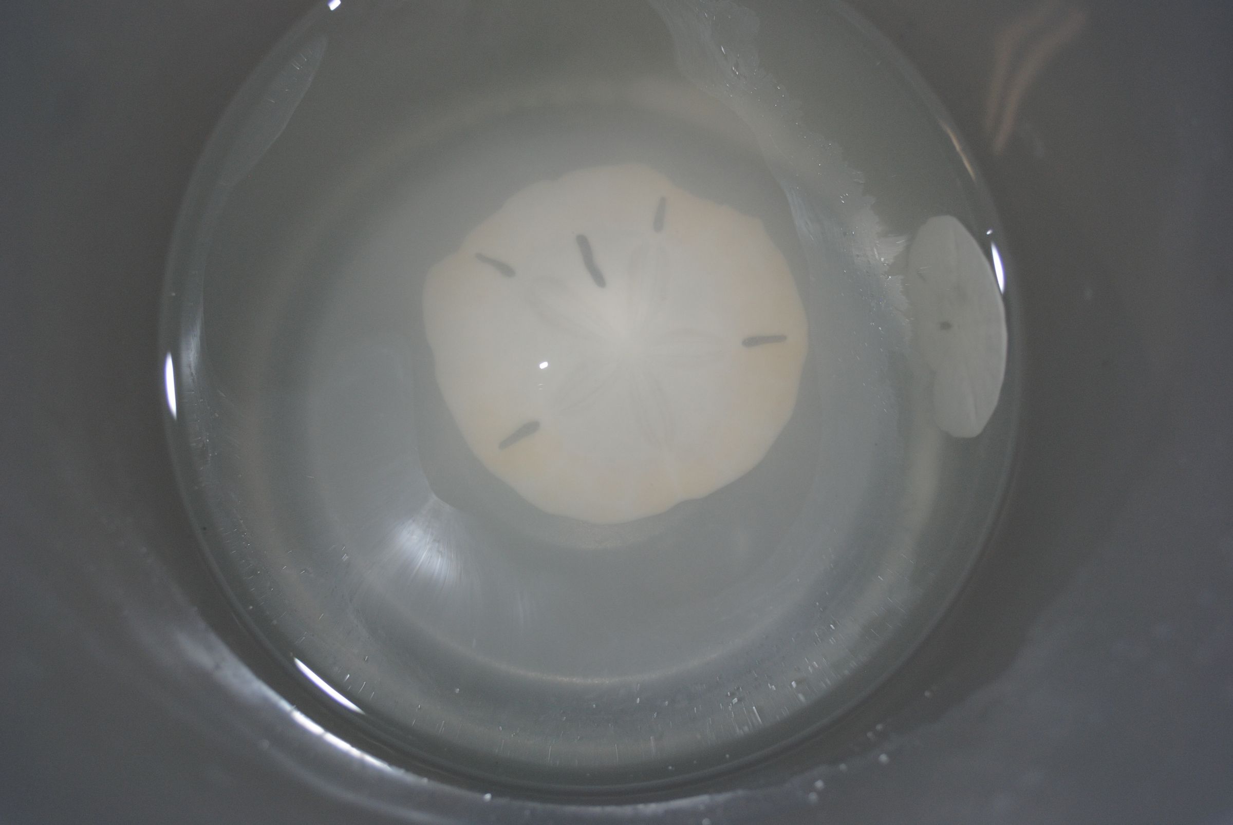 How to Bleach Sand Dollars : 6 Steps (with Pictures) - Instructables