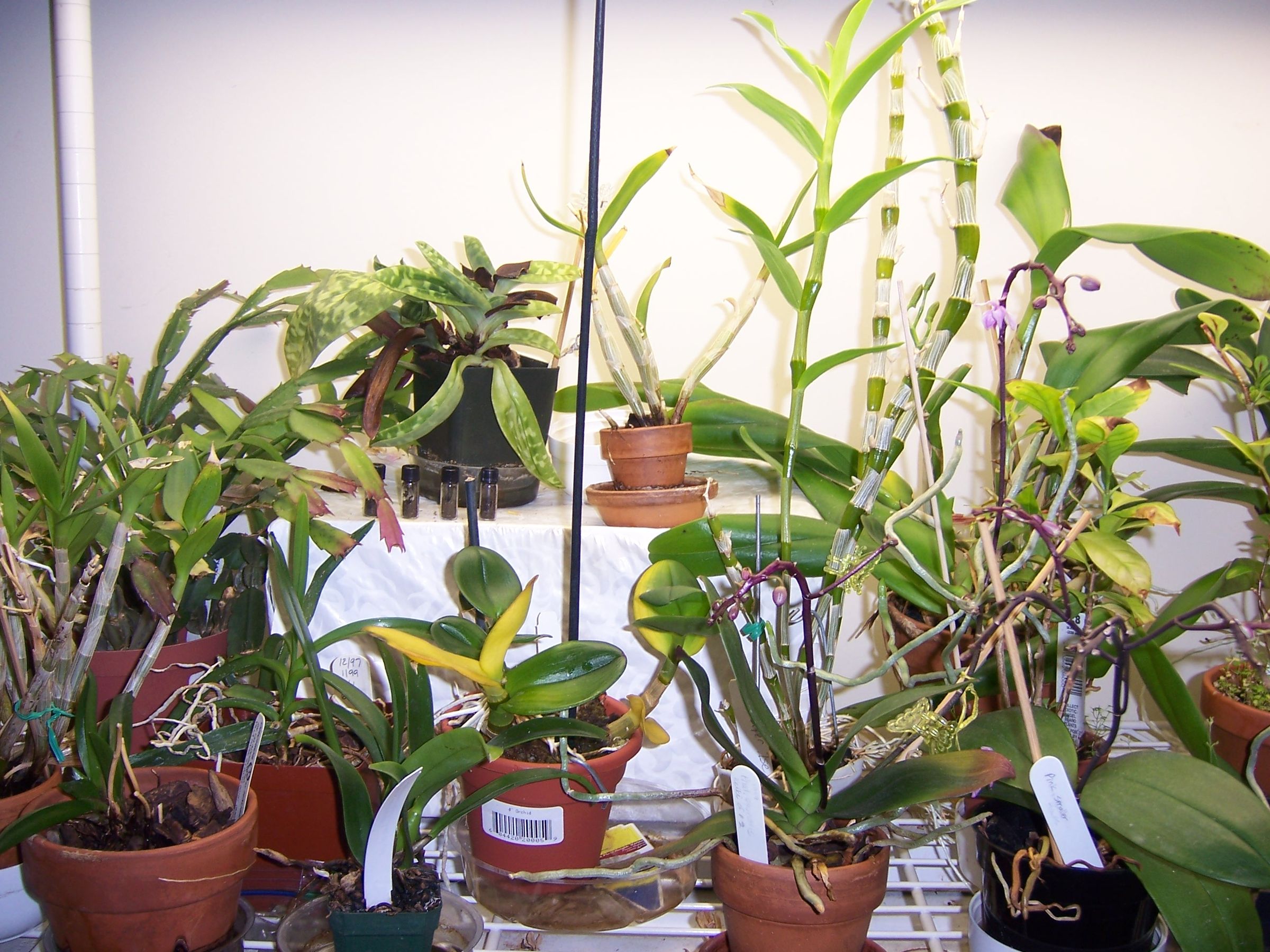 Pocket Plant : 7 Steps (with Pictures) - Instructables