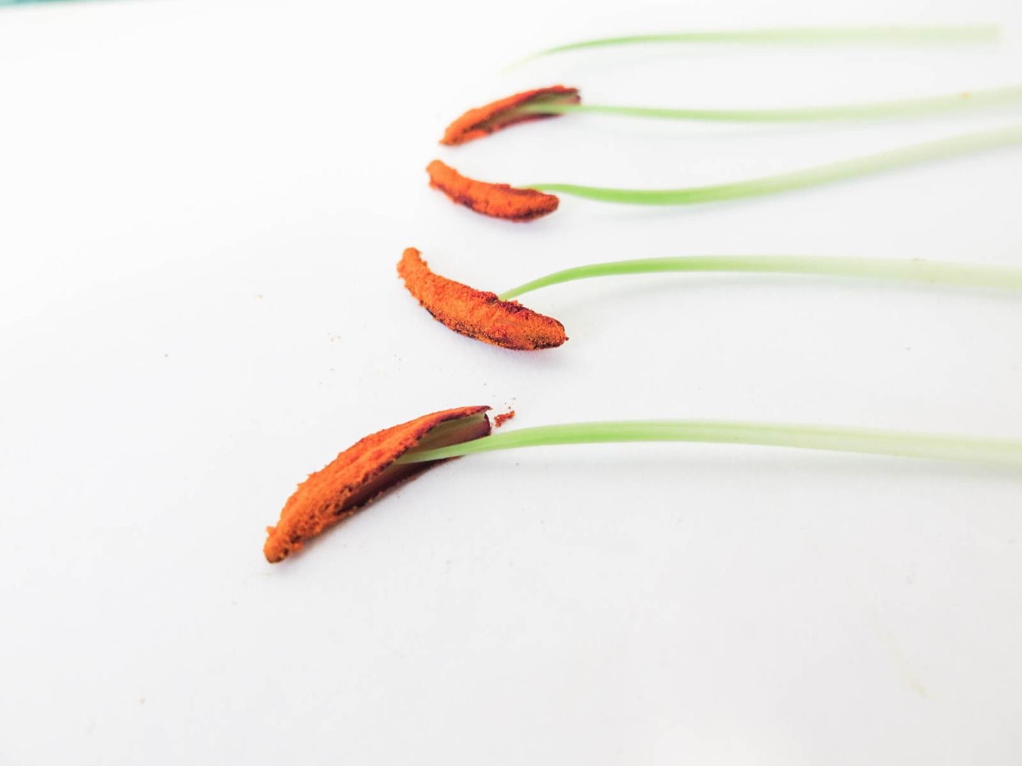 Flower Dissection! : 6 Steps (with Pictures) - Instructables