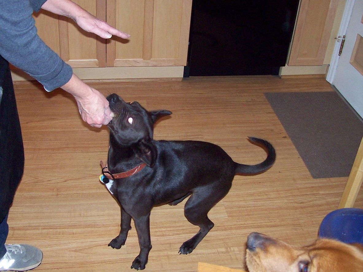 Doggie Cookies Your Dog Will Love : 9 Steps - Instructables