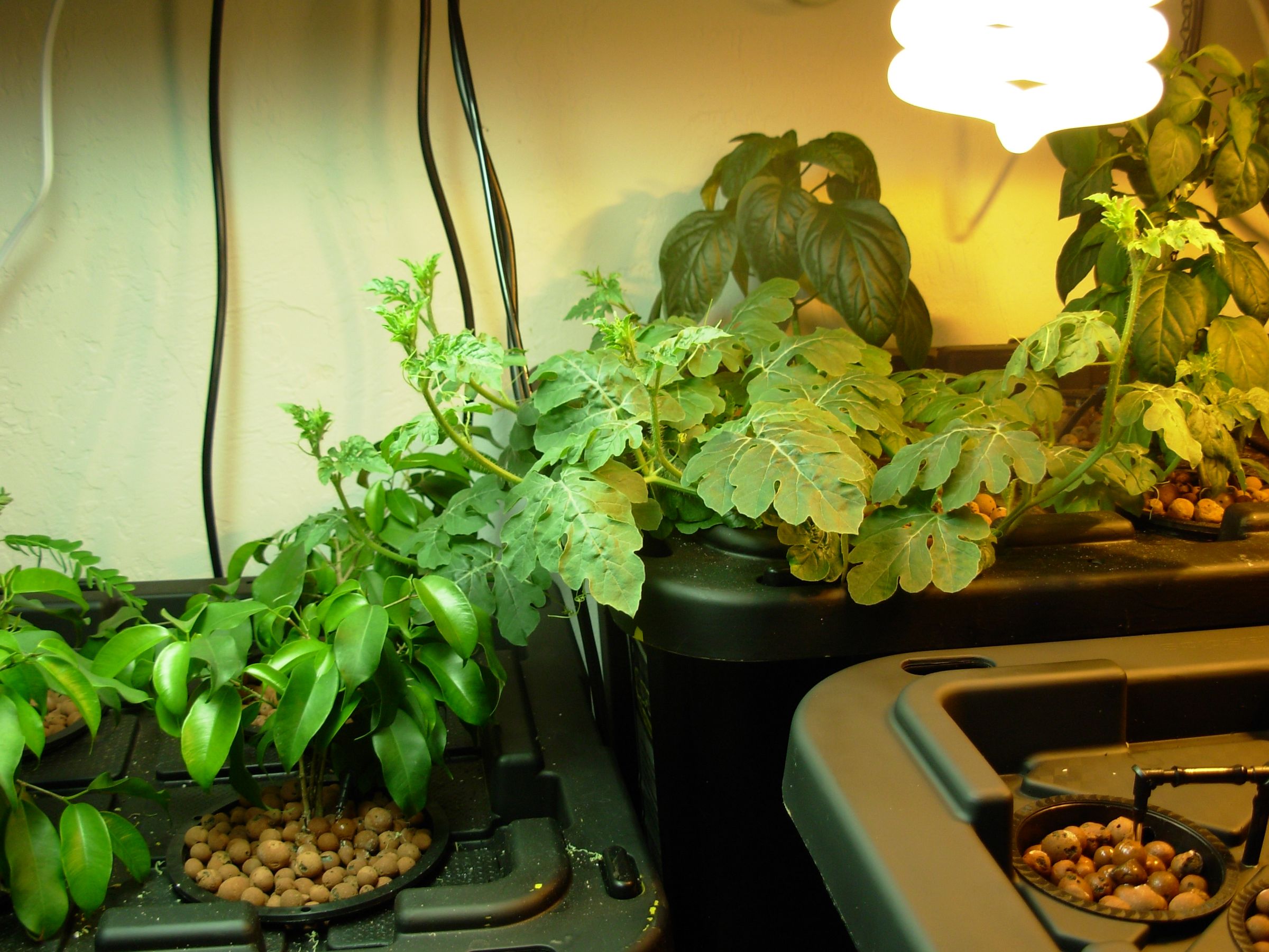 How to Build a Home Hydroponics System : 8 Steps (with Pictures ...