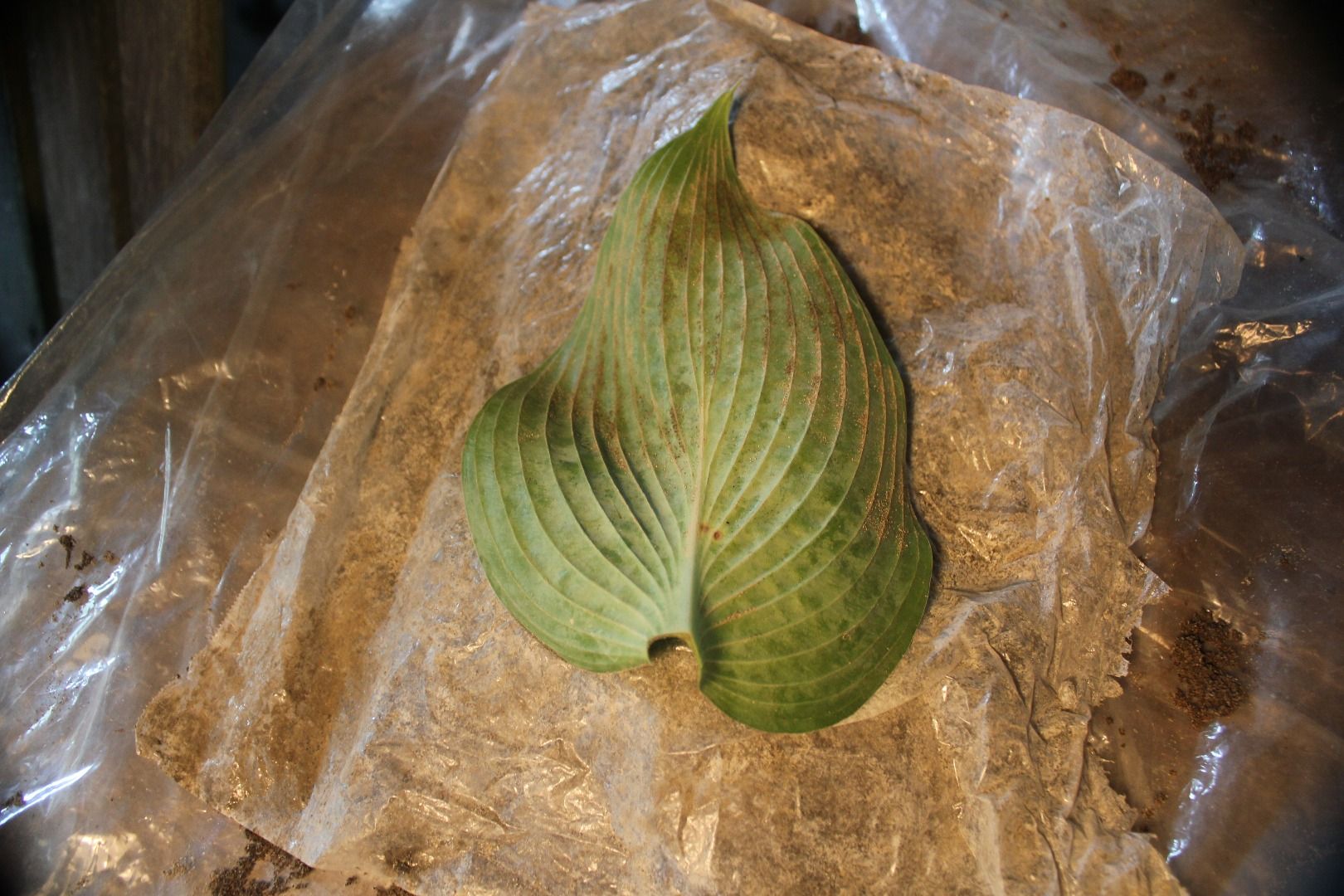 Concrete Leaf Casting : 4 Steps (with Pictures) - Instructables