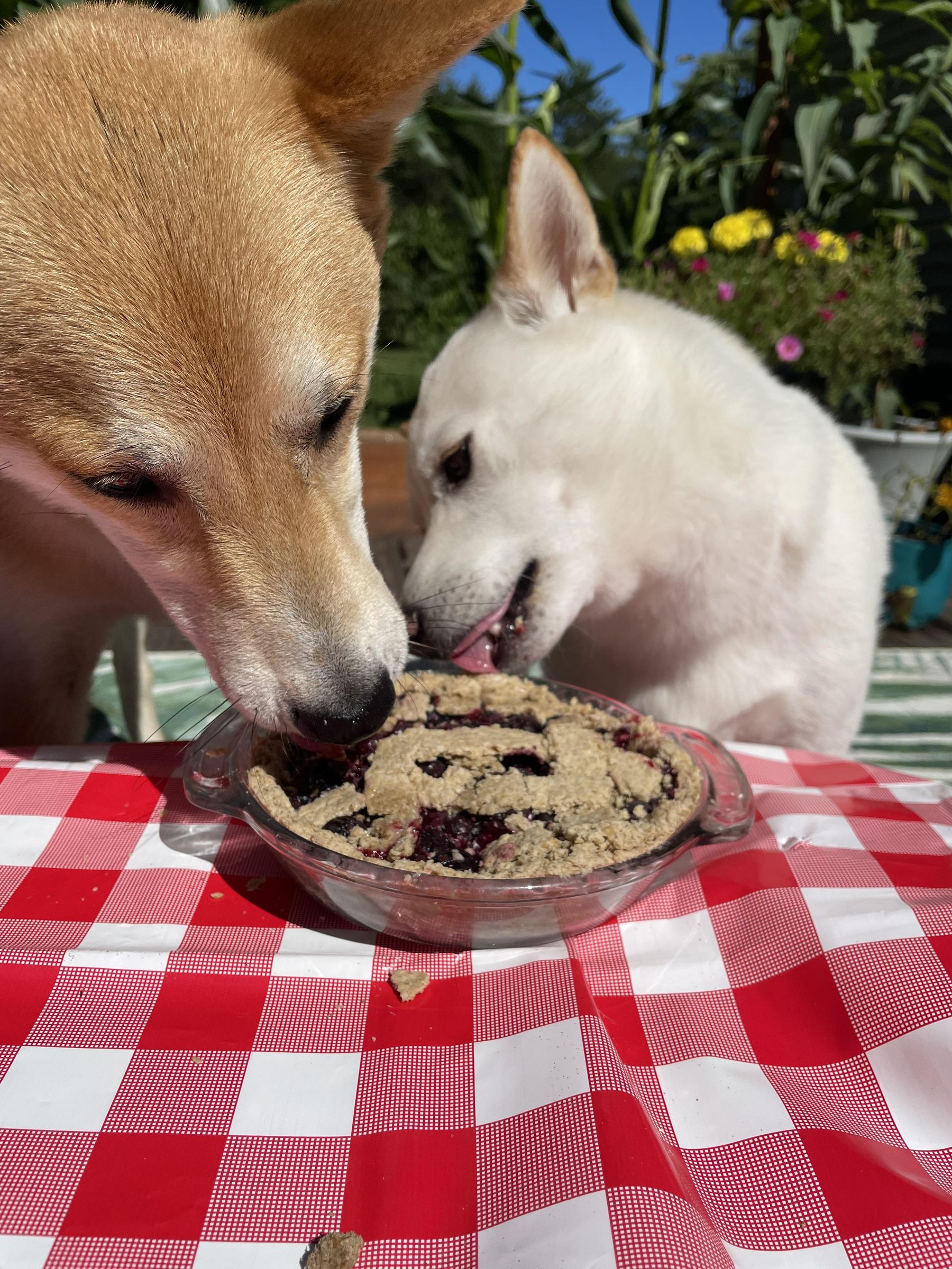 Doggie Blueberry Pie : 7 Steps (with Pictures) - Instructables