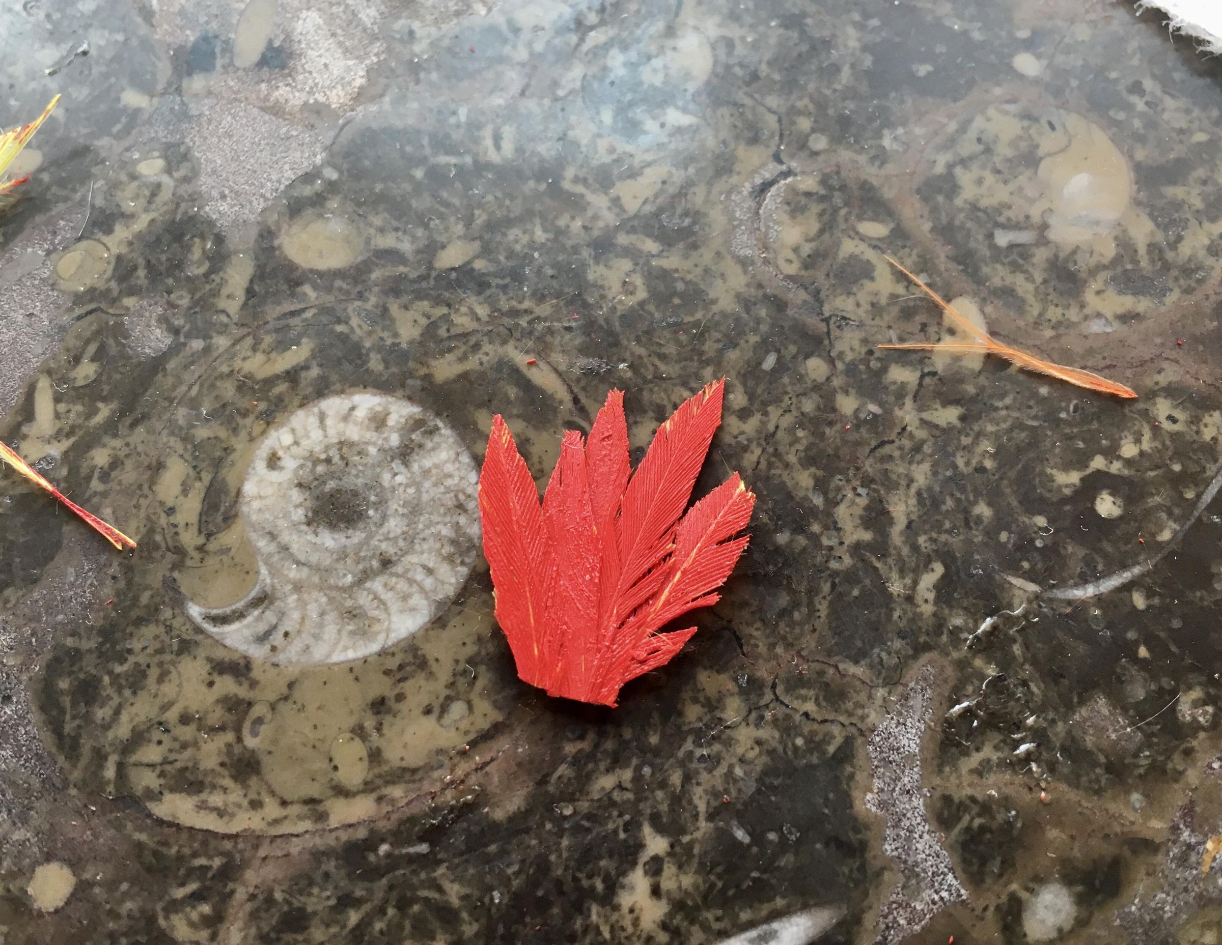 DIY Miniature Phoenix : 10 Steps (with Pictures) - Instructables