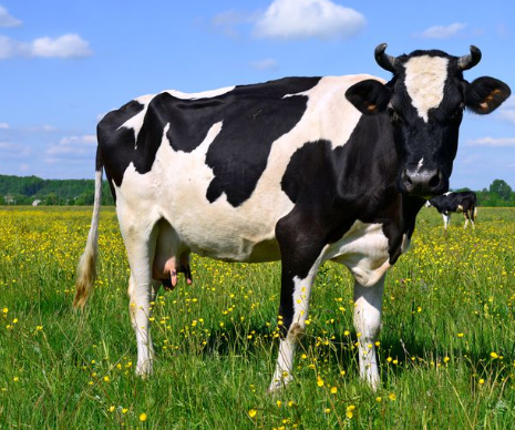 Ian Magee Project Steps : 10 Steps - Instructables