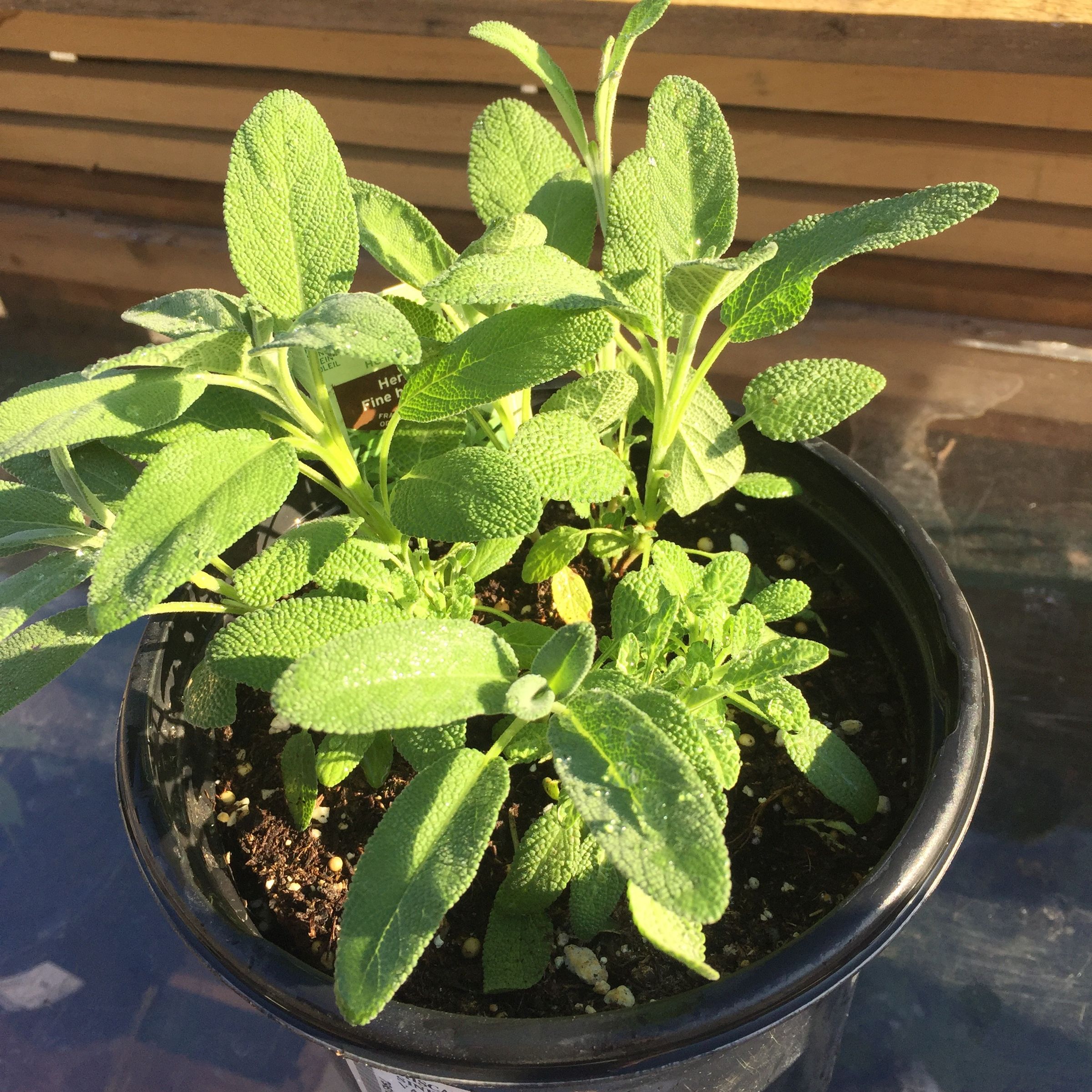 Planting Bench With Protected Growing Station : 3 Steps (with Pictures ...