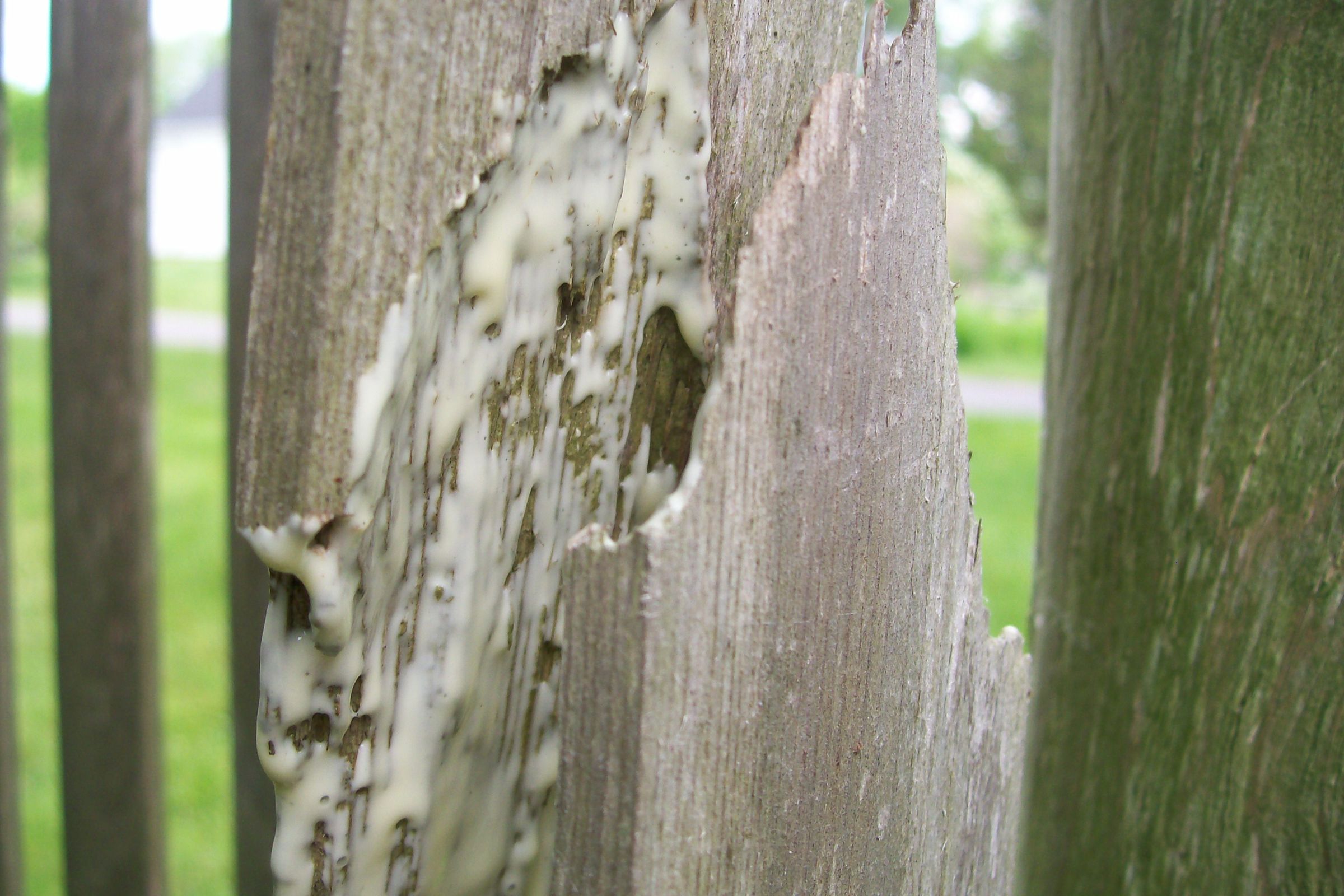 Picket Fence Repair : 5 Steps - Instructables