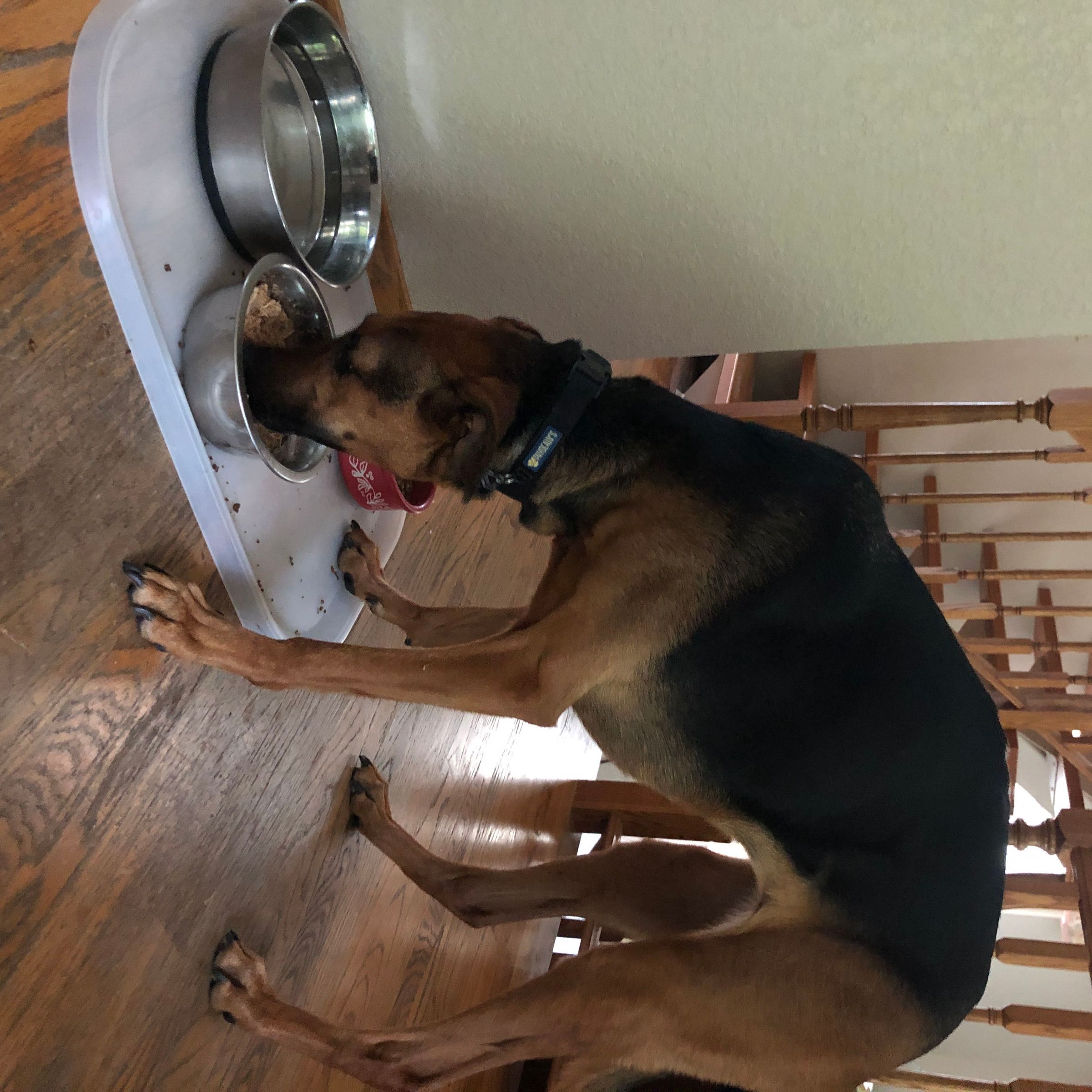 Homemade Big Dog Dog Food - for Sensitive Tummies : 19 Steps (with ...