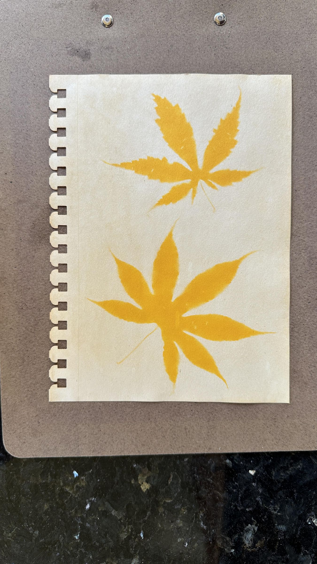 Turmeric Sun Prints/ Impresiones Solares Con Cúrcuma : 12 Steps (with ...