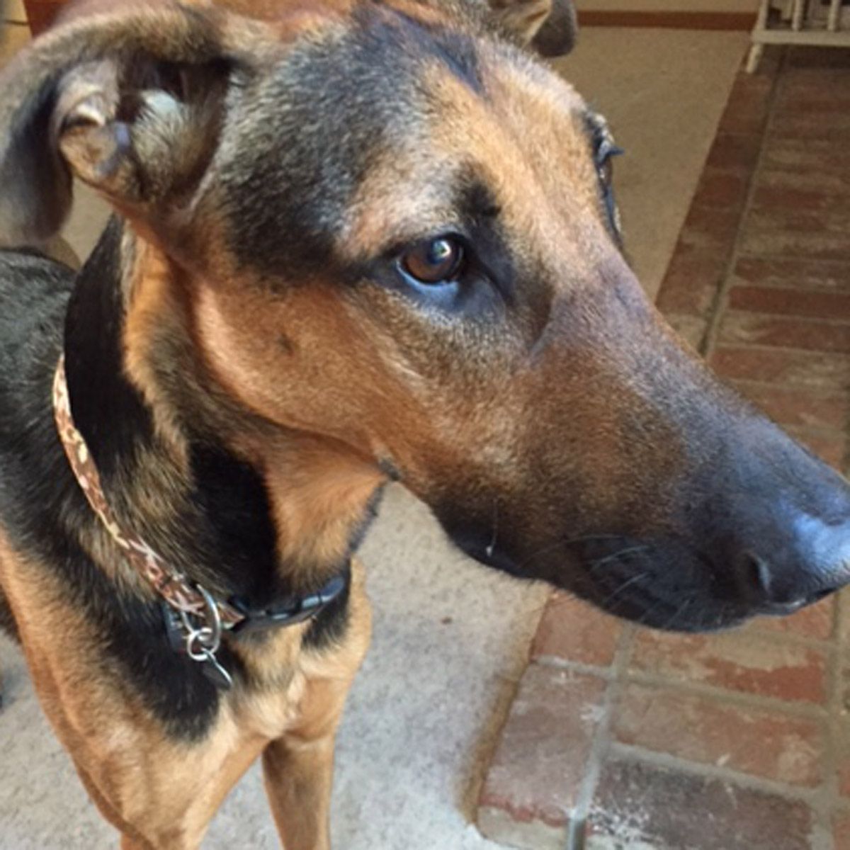 Magic Feather Duster of Doom - Dog Training : 9 Steps - Instructables