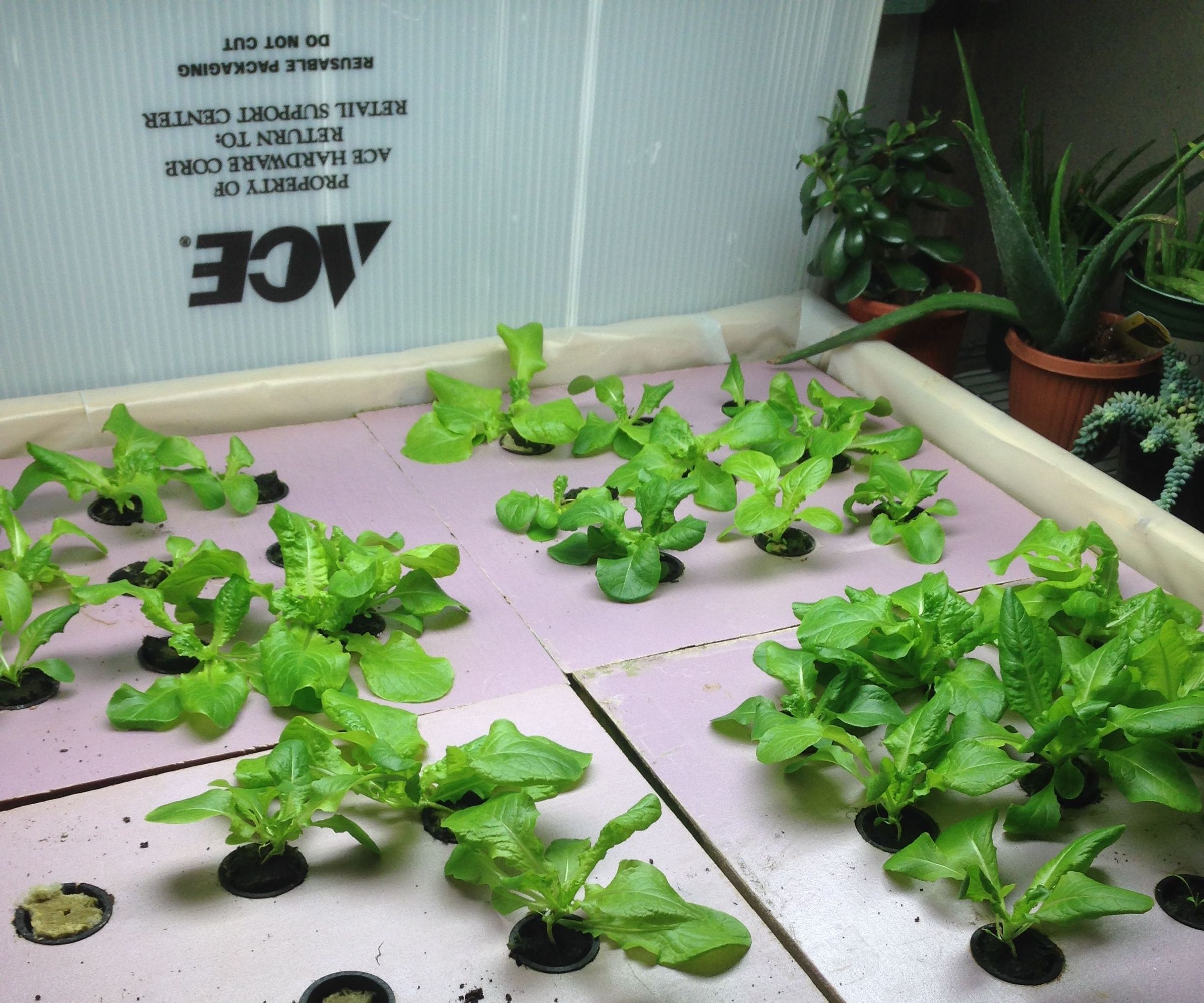 Mechanics Of Hydroponic Raft System