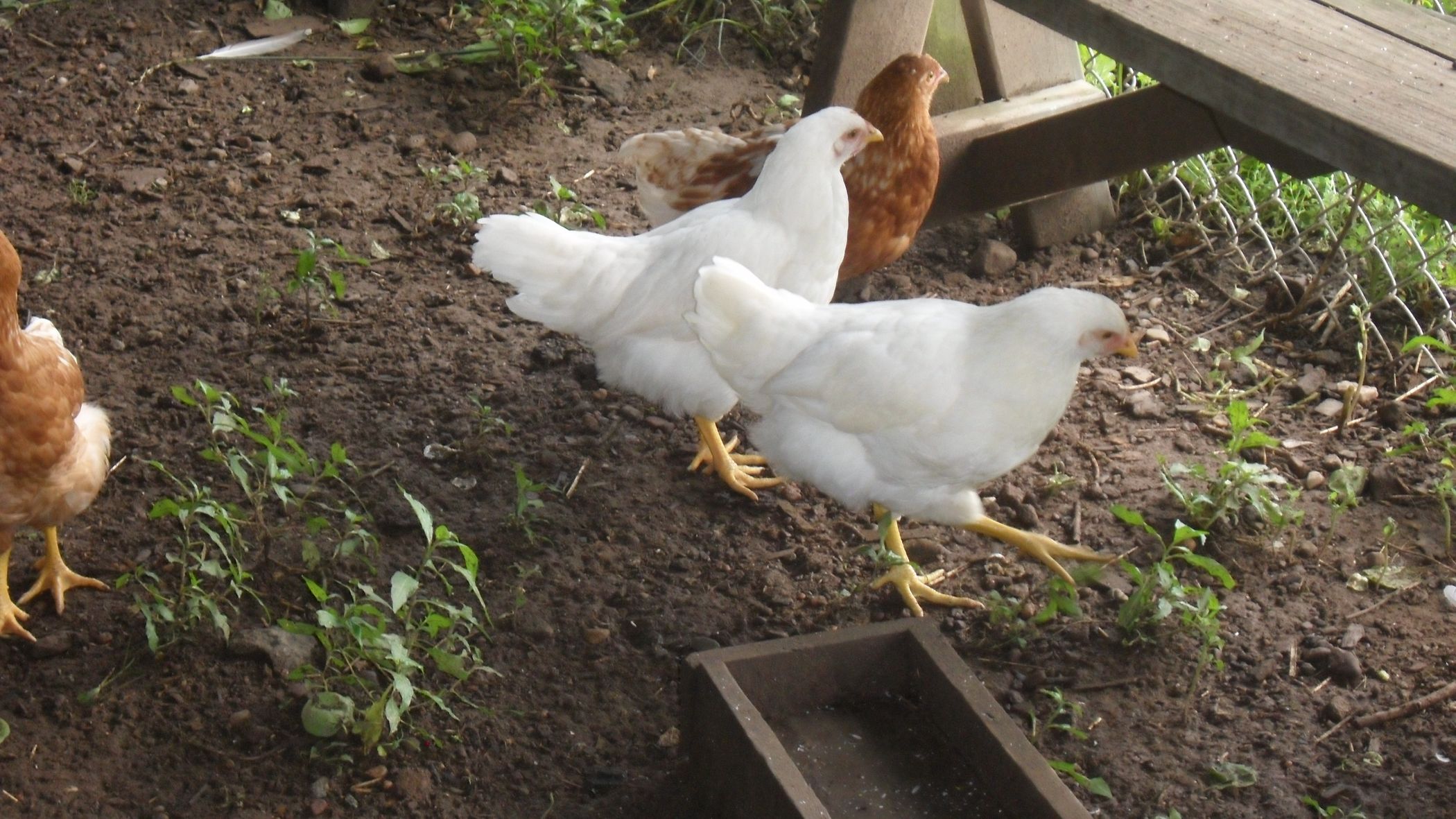 Maintainig Your Coup (tips to Starting and Mantaining a Chiken Coup ...