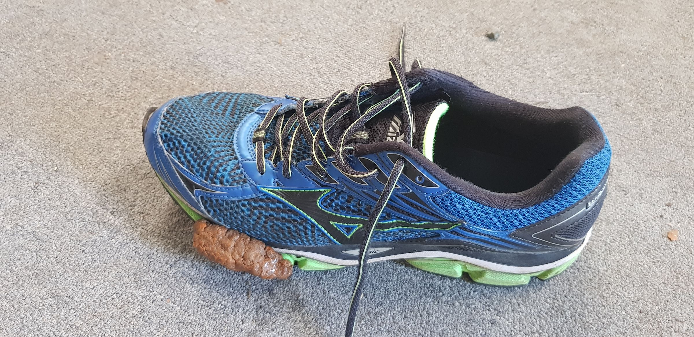 There's Poo on Your Shoe : 5 Steps (with Pictures) - Instructables
