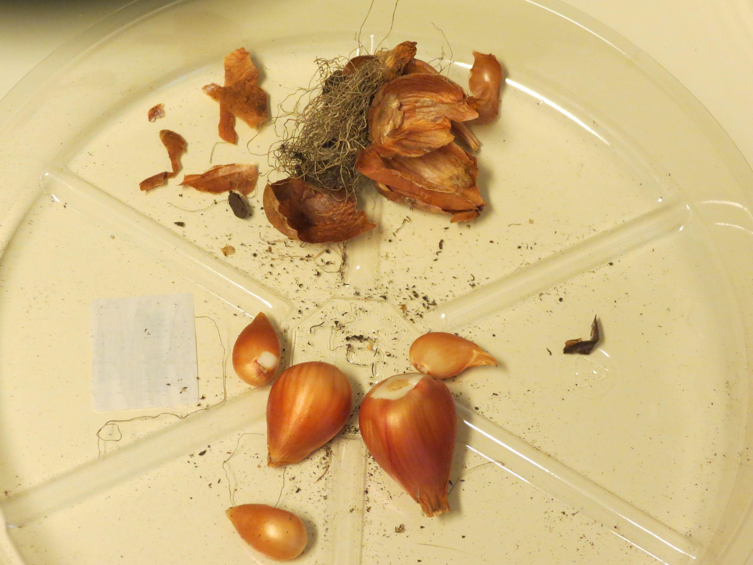 Storing Plant Bulbs - Instructables