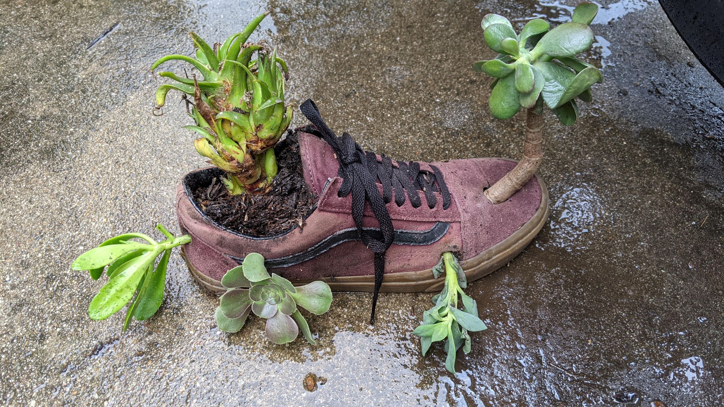 Succulent Shoe Planter : 5 Steps - Instructables