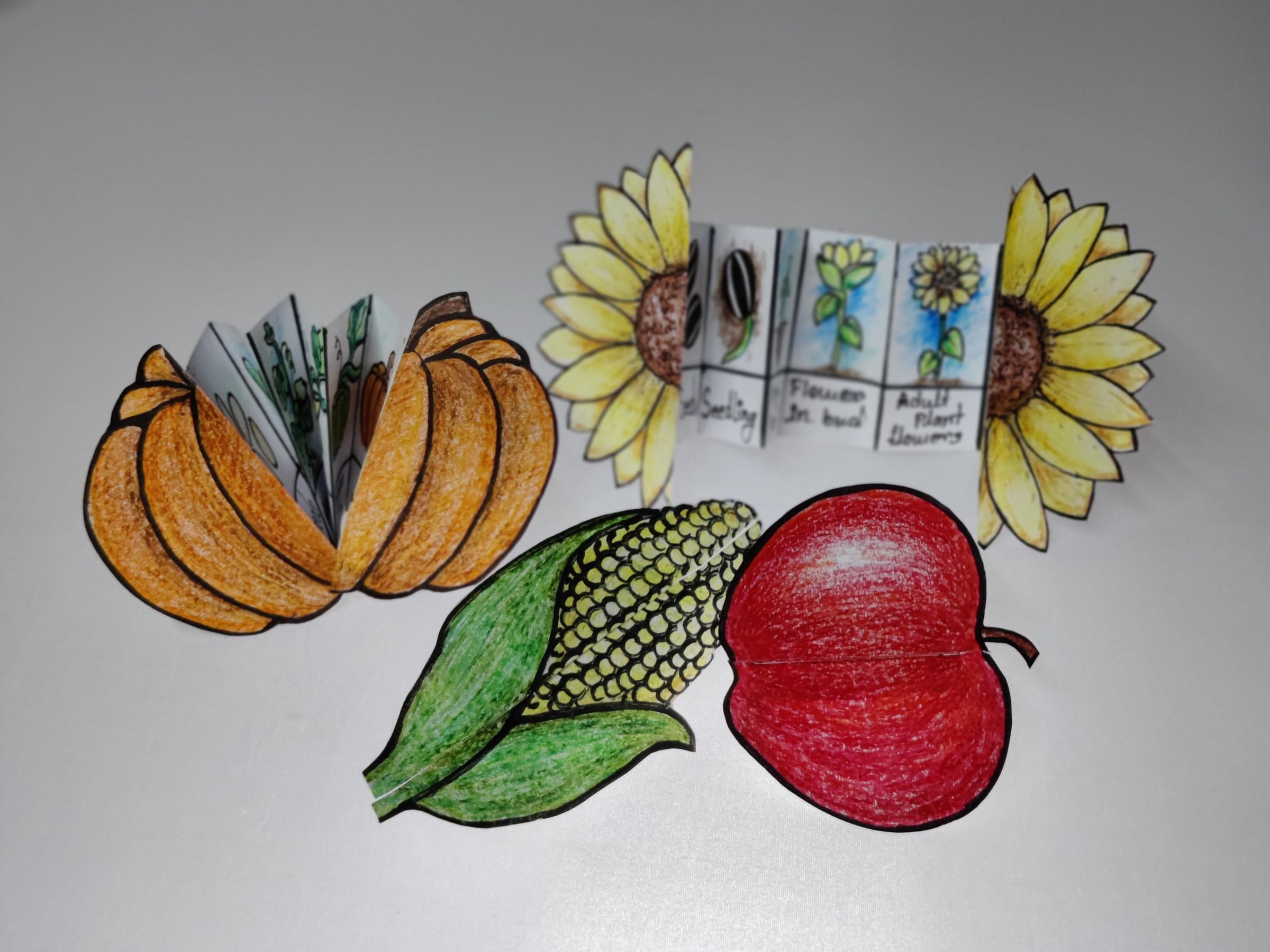 Fruity Fun: Exploring the Life Cycle of Fruits Through Origami and ...