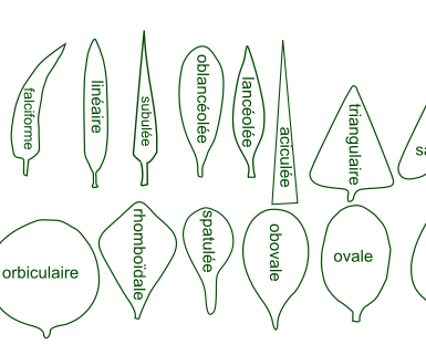 🌱🍁 Limbes De Feuilles - Instructables
