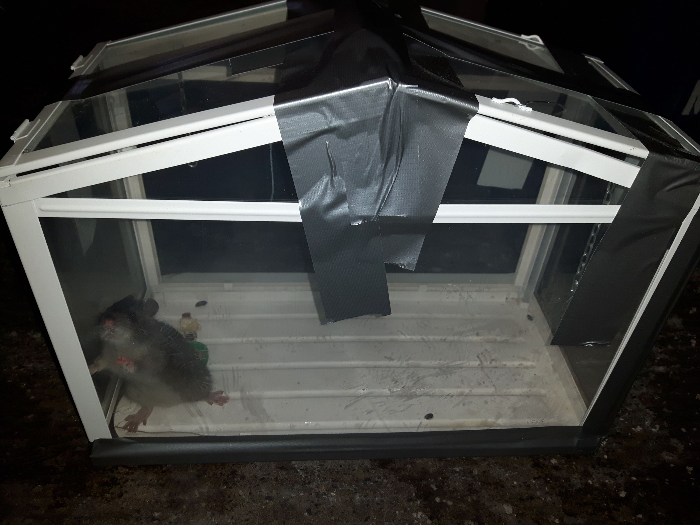 IKEA Greenhouse Rat Trap : 6 Steps (with Pictures) - Instructables