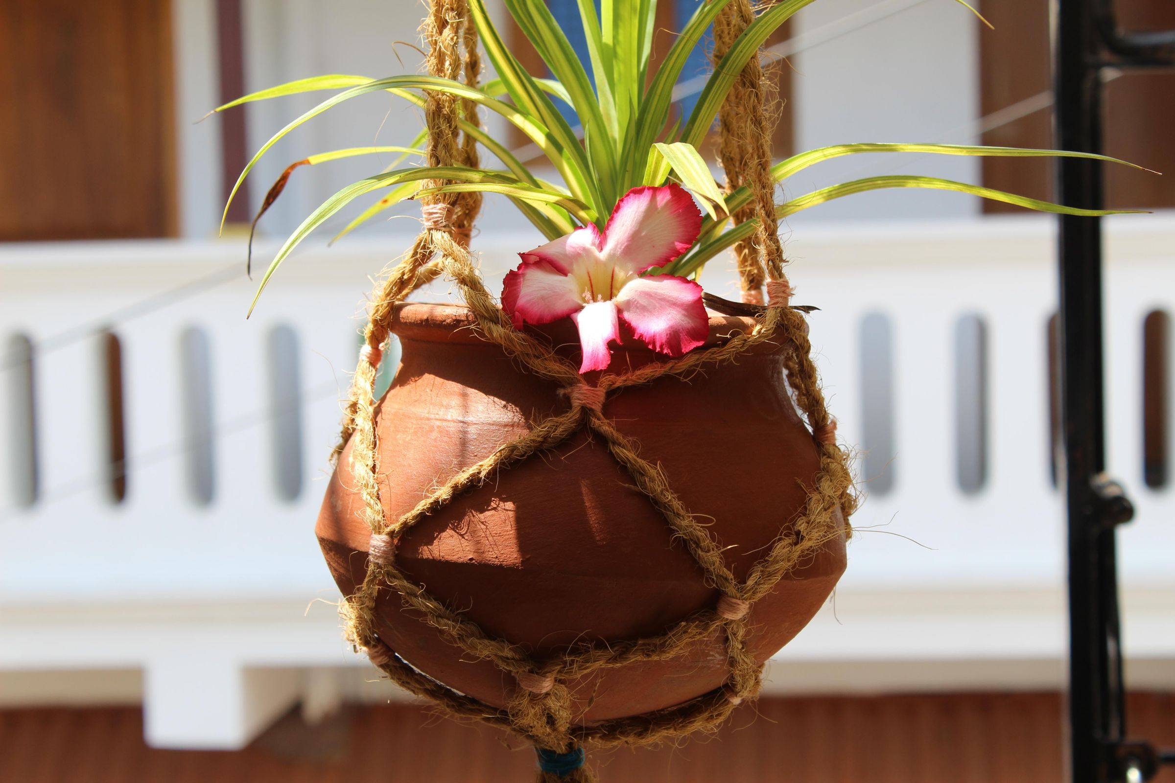 DIY Jute Rope Plant Hanger : 6 Steps (with Pictures) - Instructables