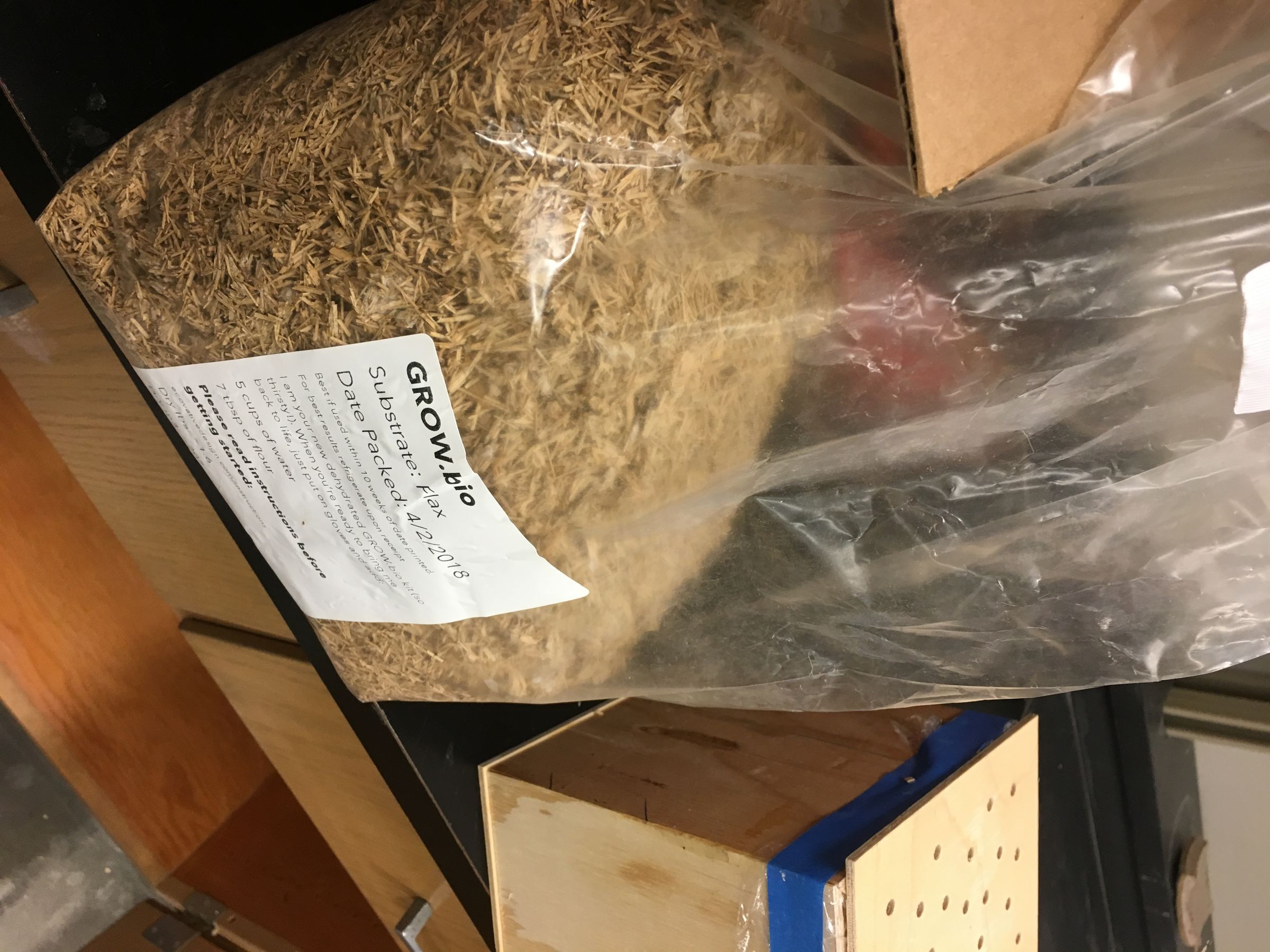Mycelium Molds : 5 Steps (with Pictures) - Instructables