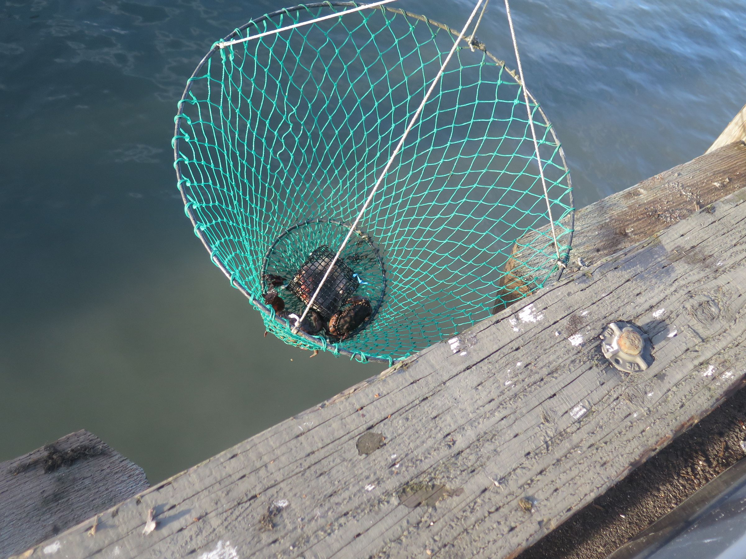 Catch Crab : 5 Steps (with Pictures) - Instructables