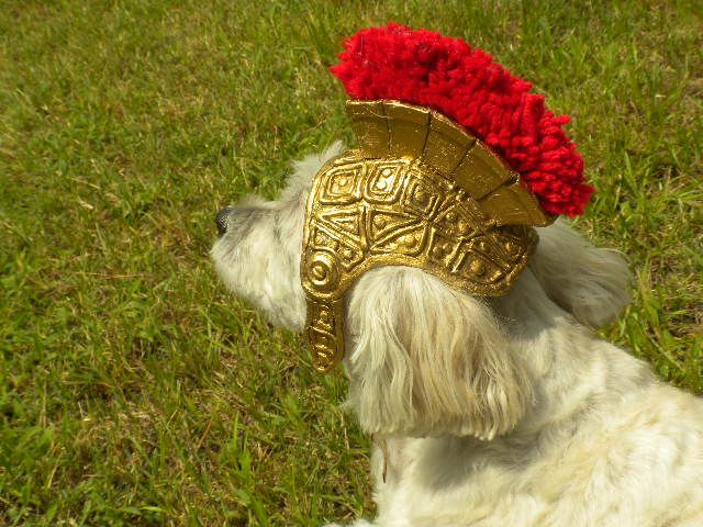 Roman Gladiator Helmet for Dogs : 6 Steps (with Pictures) - Instructables