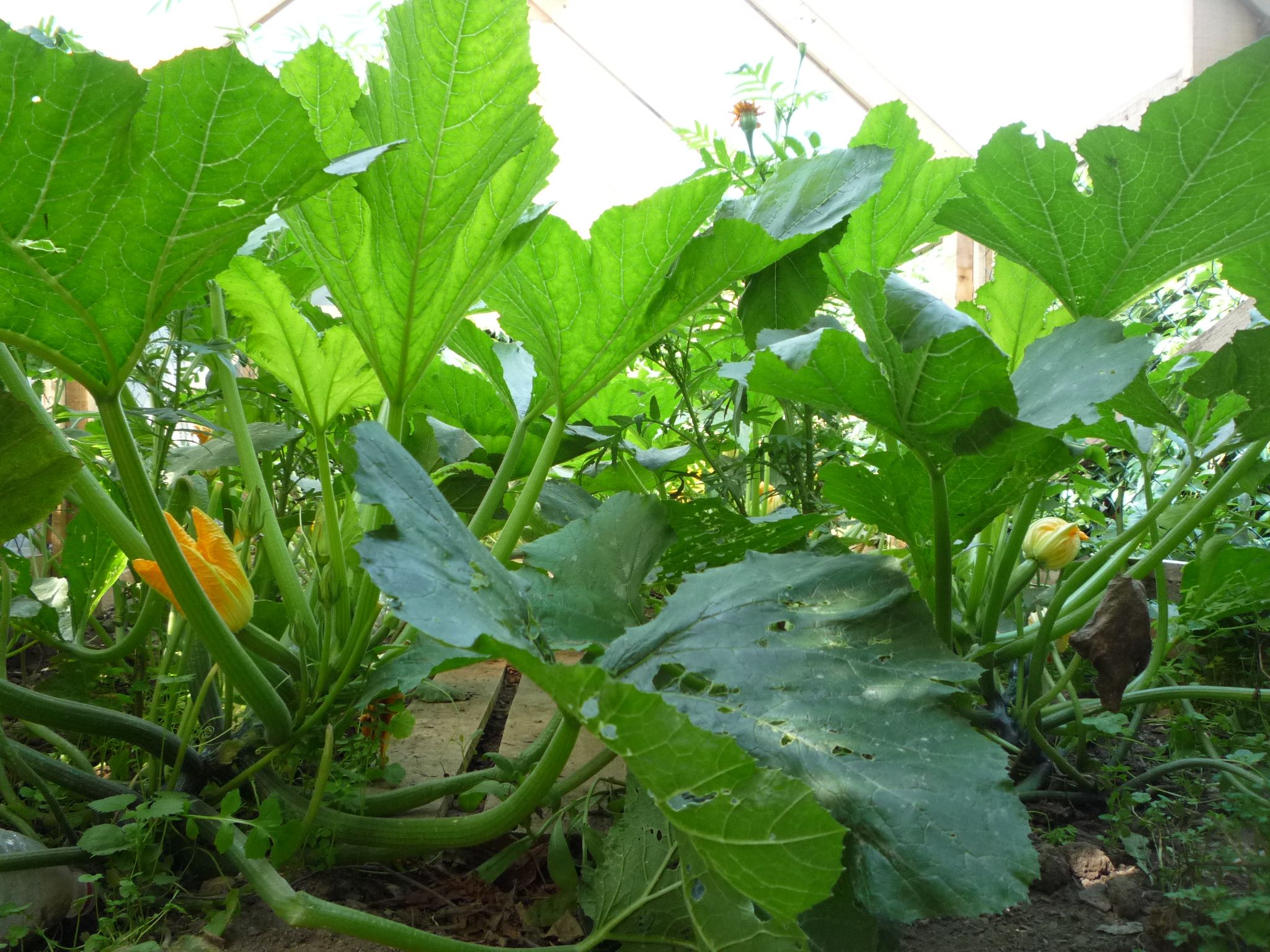 Car Greenhouse - Growing Food, Extending the Season and Succeeding With ...