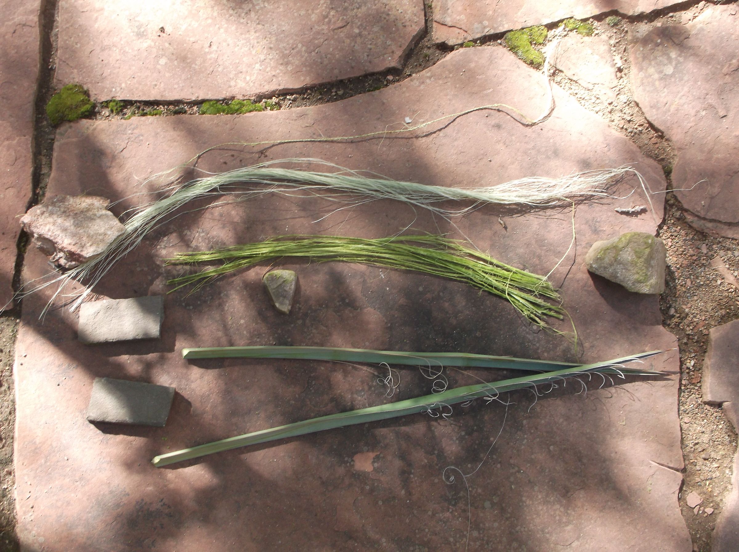 Processing Yucca Fibre With Primitive Tools : 6 Steps (with Pictures ...