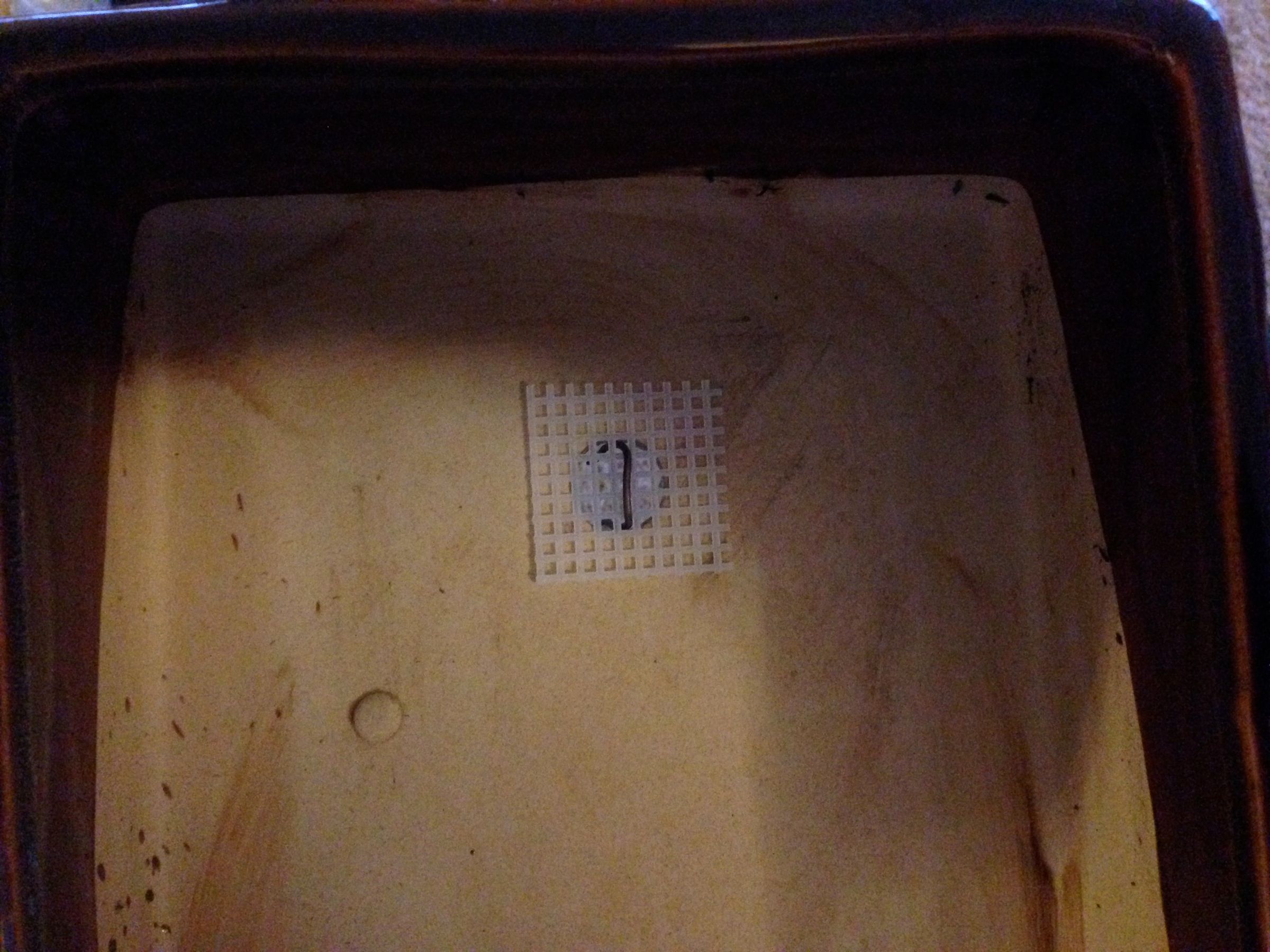 Bonsai Basics 1: Rescuing "Mallsai" : 7 Steps - Instructables