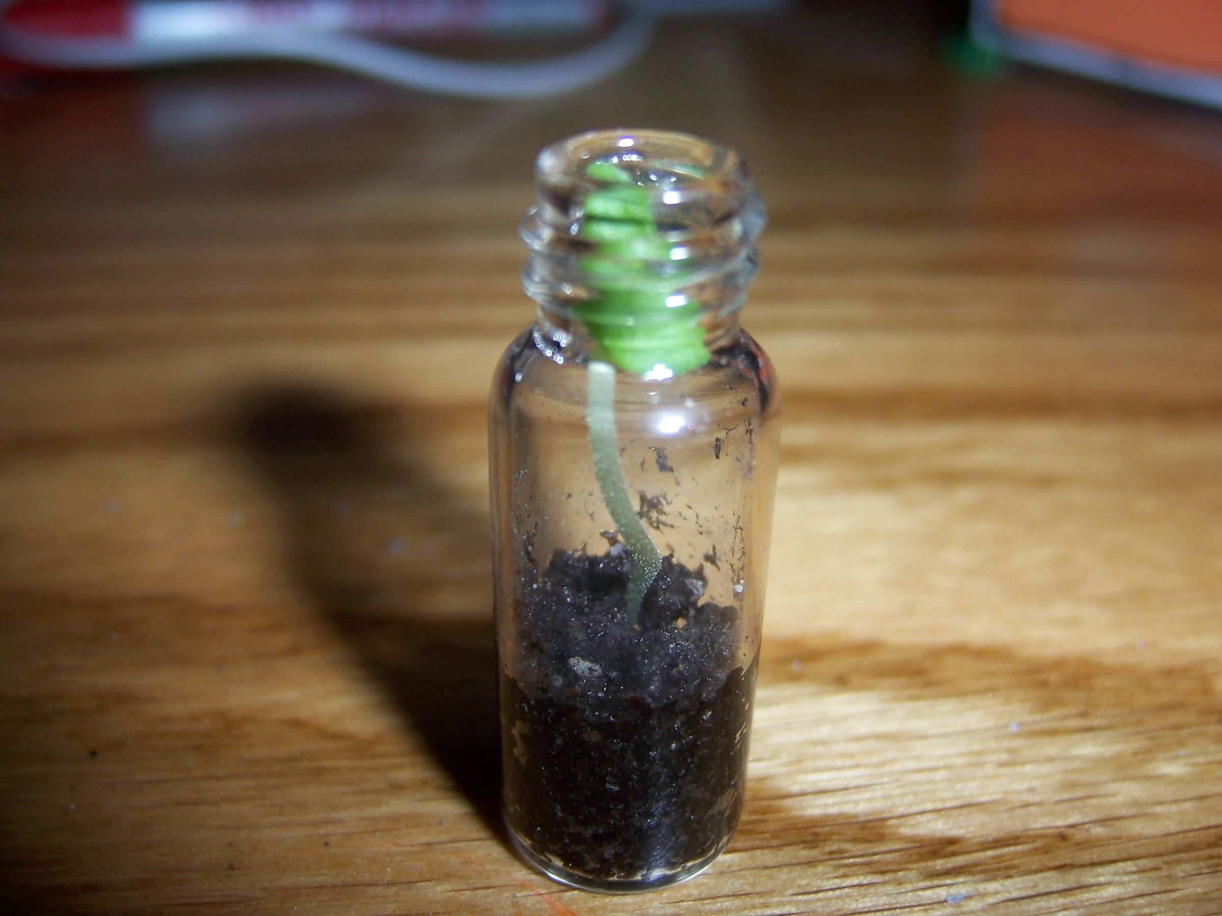 Pocket Plant : 7 Steps (with Pictures) - Instructables